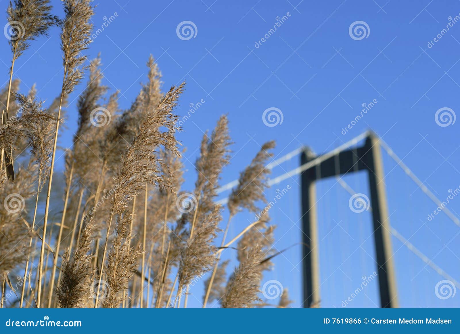 Coastline reed and bridge stock photo. Image of reed, transportation ...