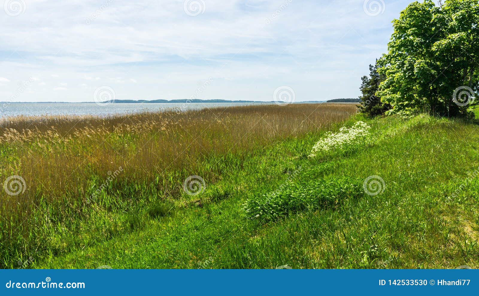 Coastline with Reed Grass - Landscape Stock Photo - Image of color ...