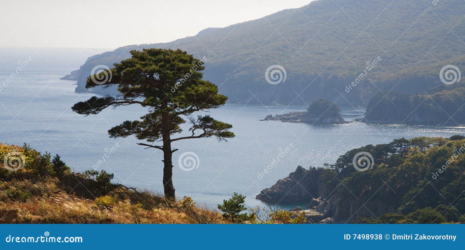 Coastline tree 2 stock photo. Image of horizon, plant - 7498938