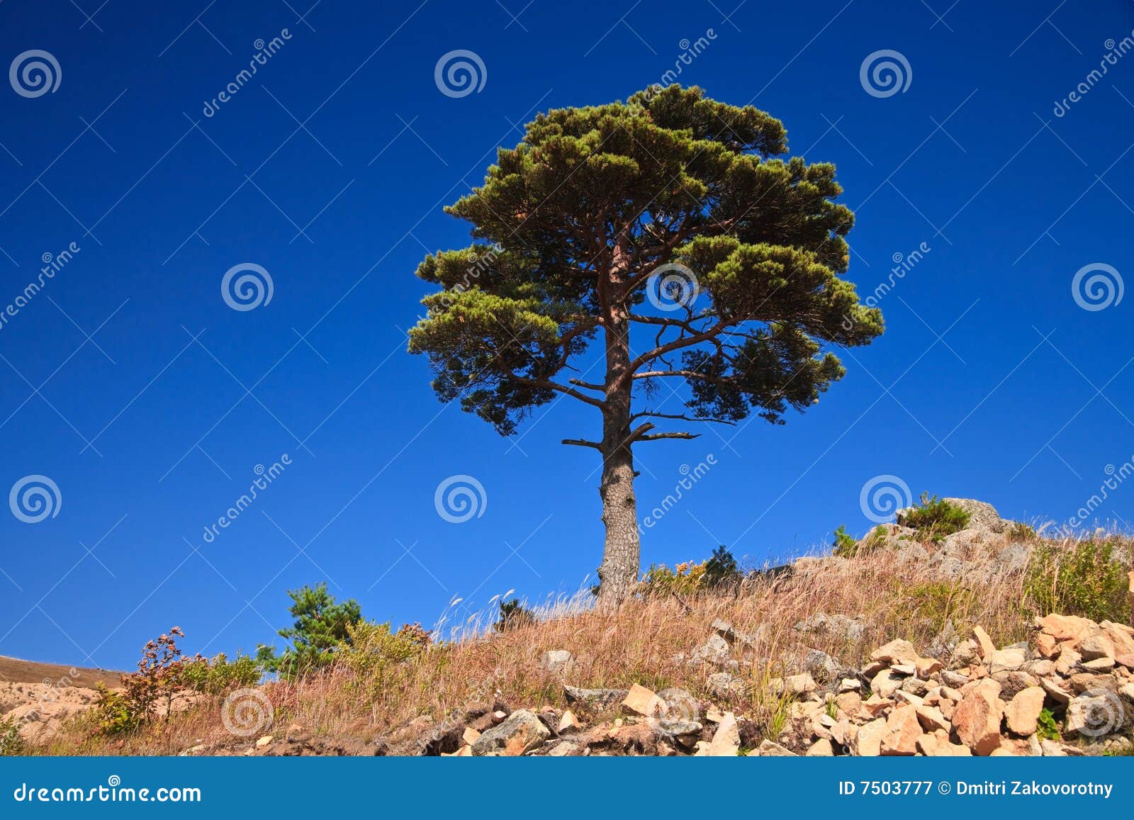 Coastline tree 4 stock image. Image of branch, color, scenics - 7503777