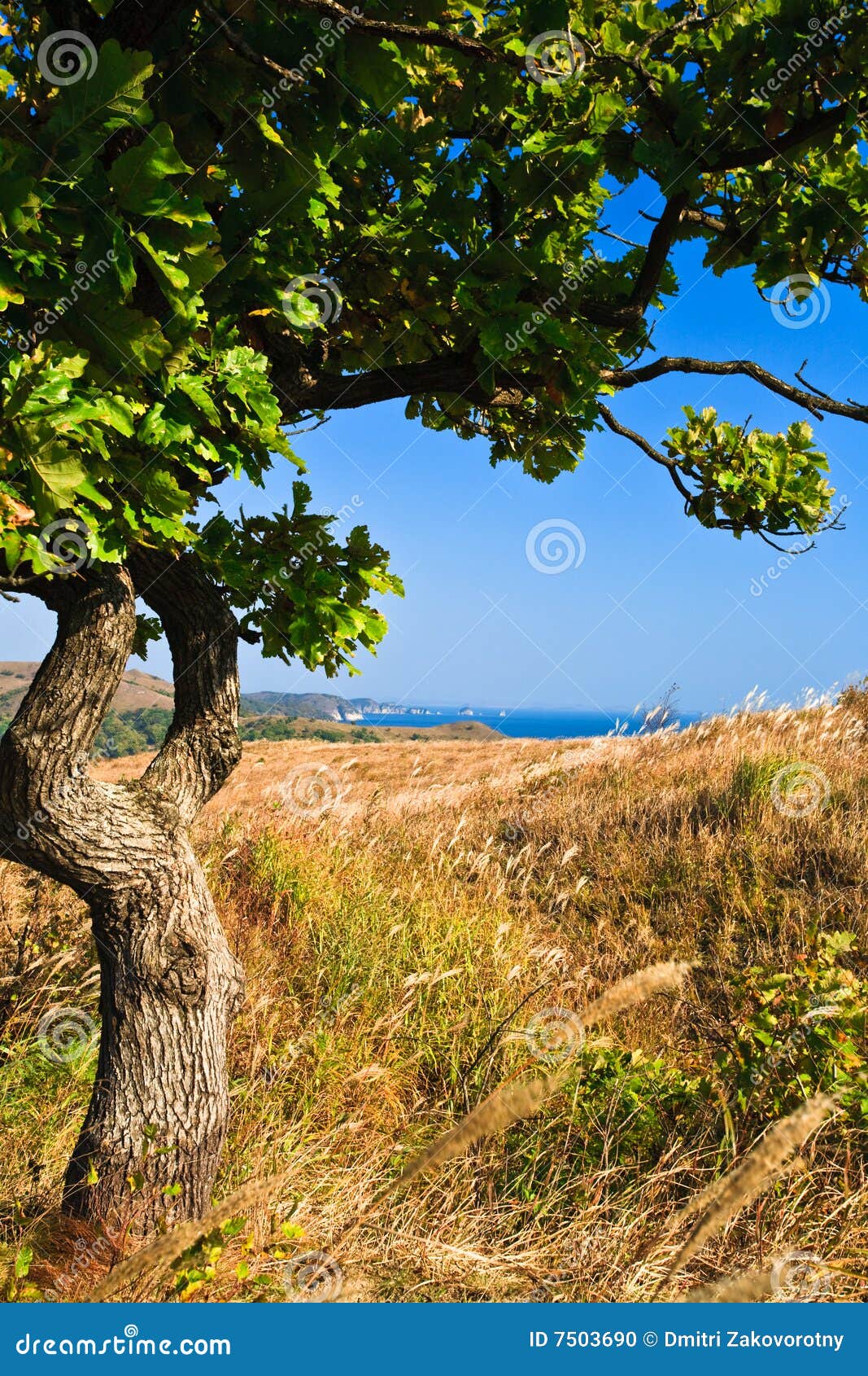 Coastline tree stock photo. Image of wilderness, tree - 7503690