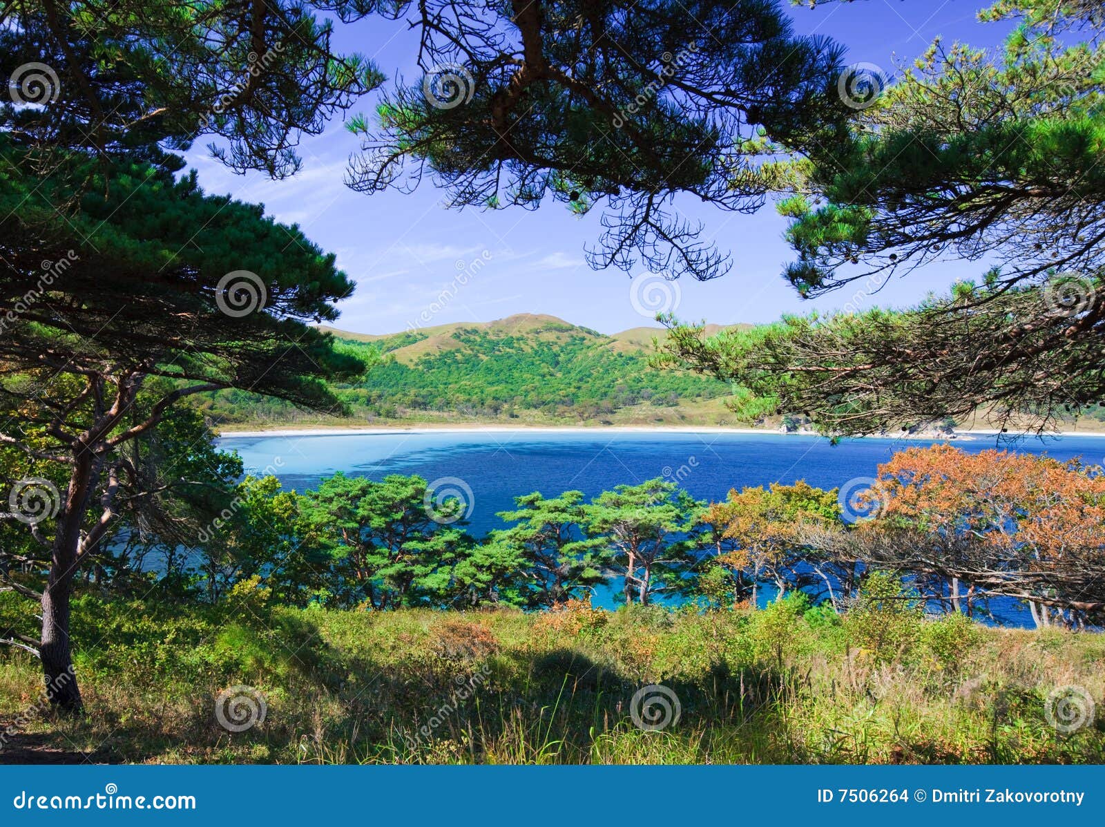 Coastline trees 10 stock photo. Image of deciduous, woods - 7506264