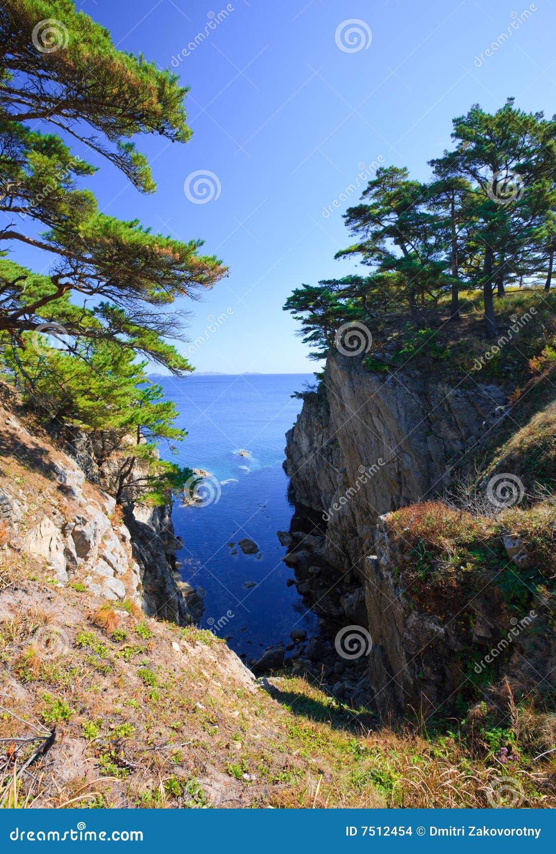 Coastline trees 22 stock photo. Image of growth, vitality - 7512454