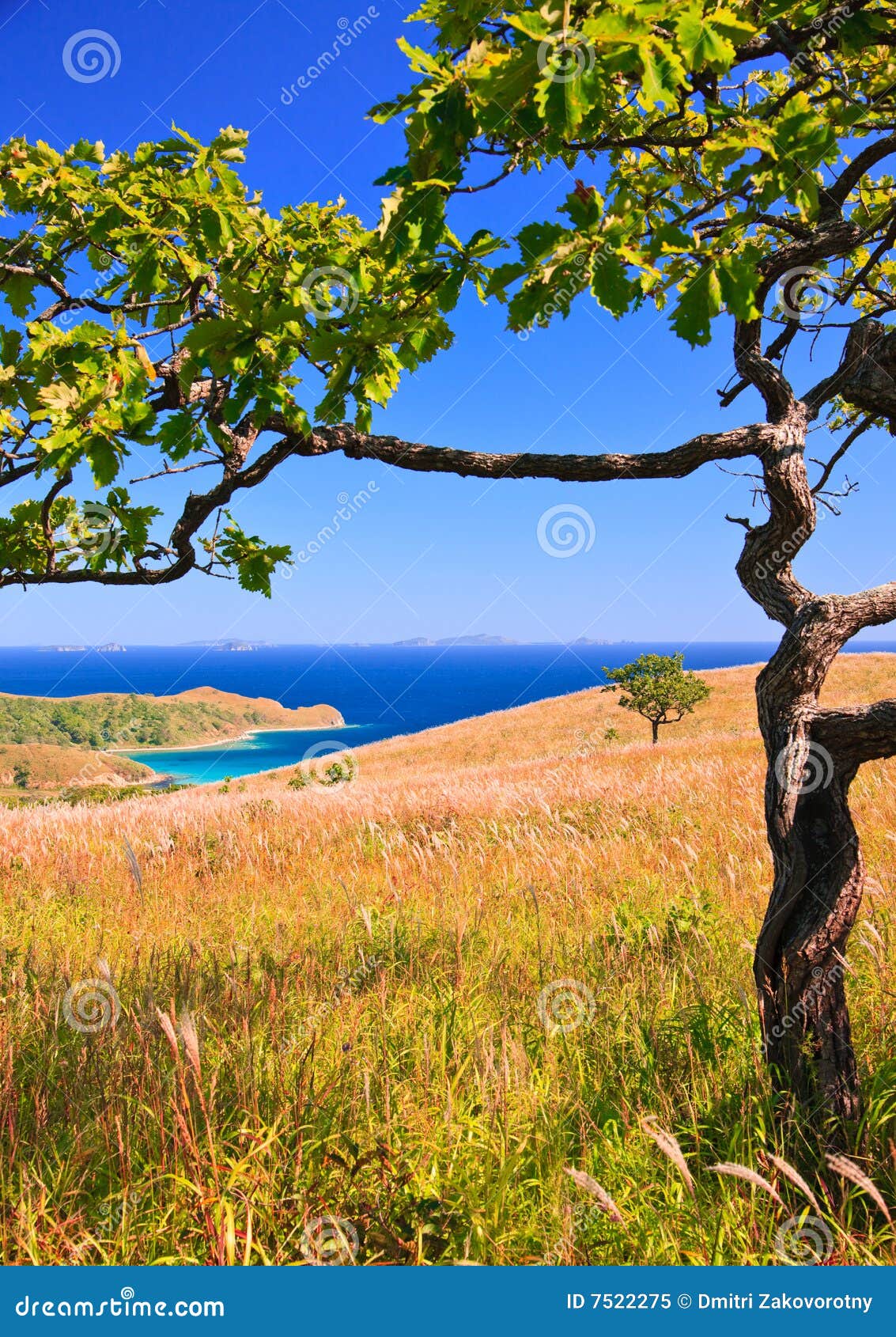 Coastline trees 26 stock image. Image of yellow, deciduous - 7522275