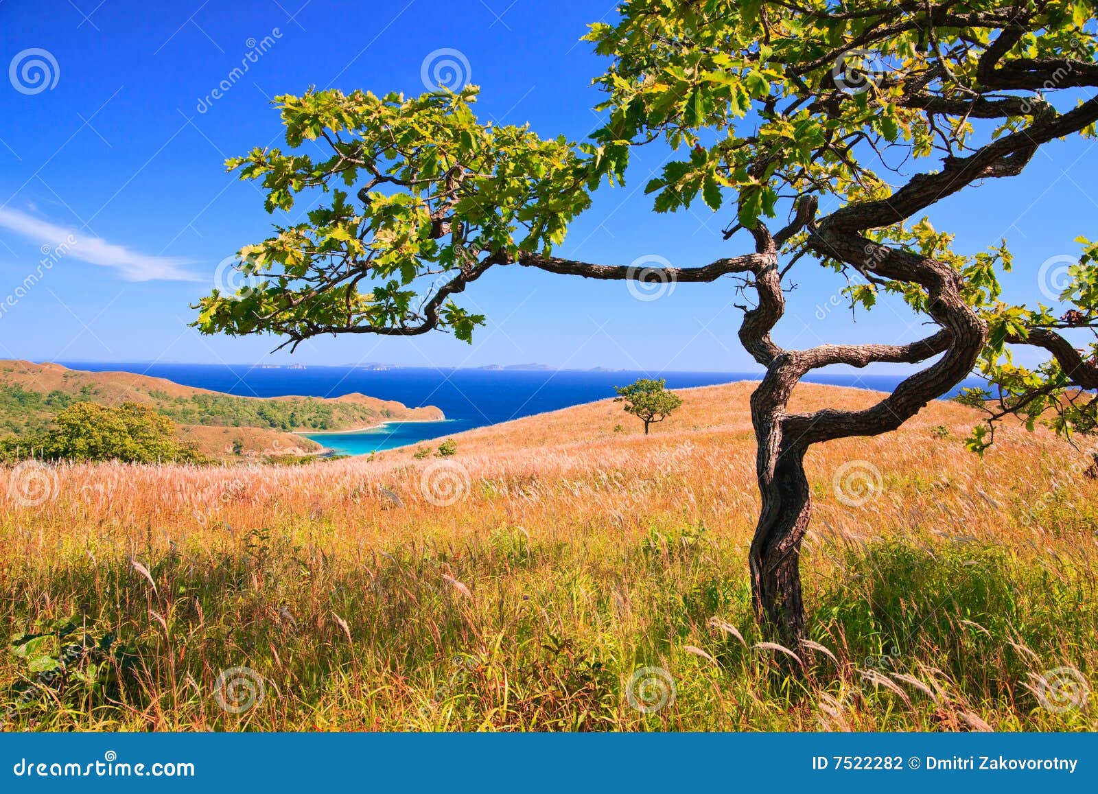 Coastline trees 28 stock photo. Image of branch, blue - 7522282