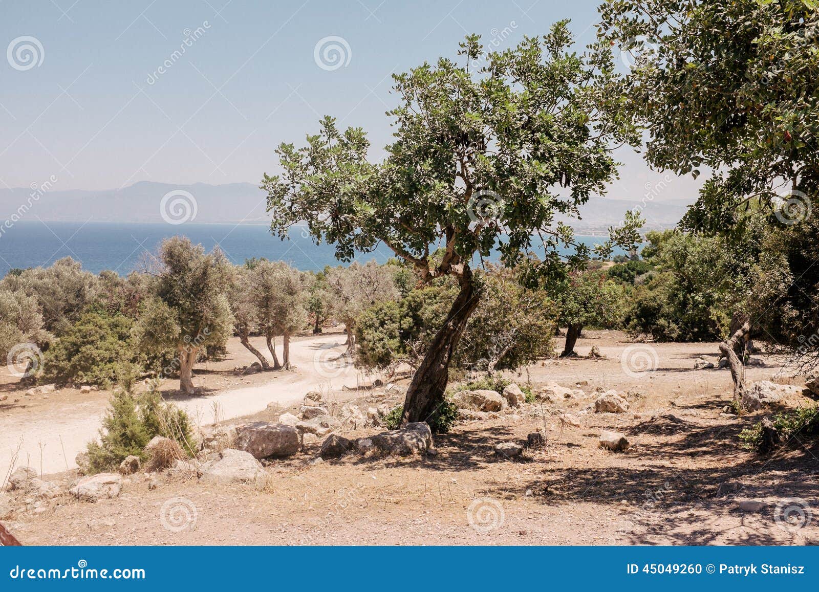 Coastline and trees Cyprus stock photo. Image of aerial - 45049260