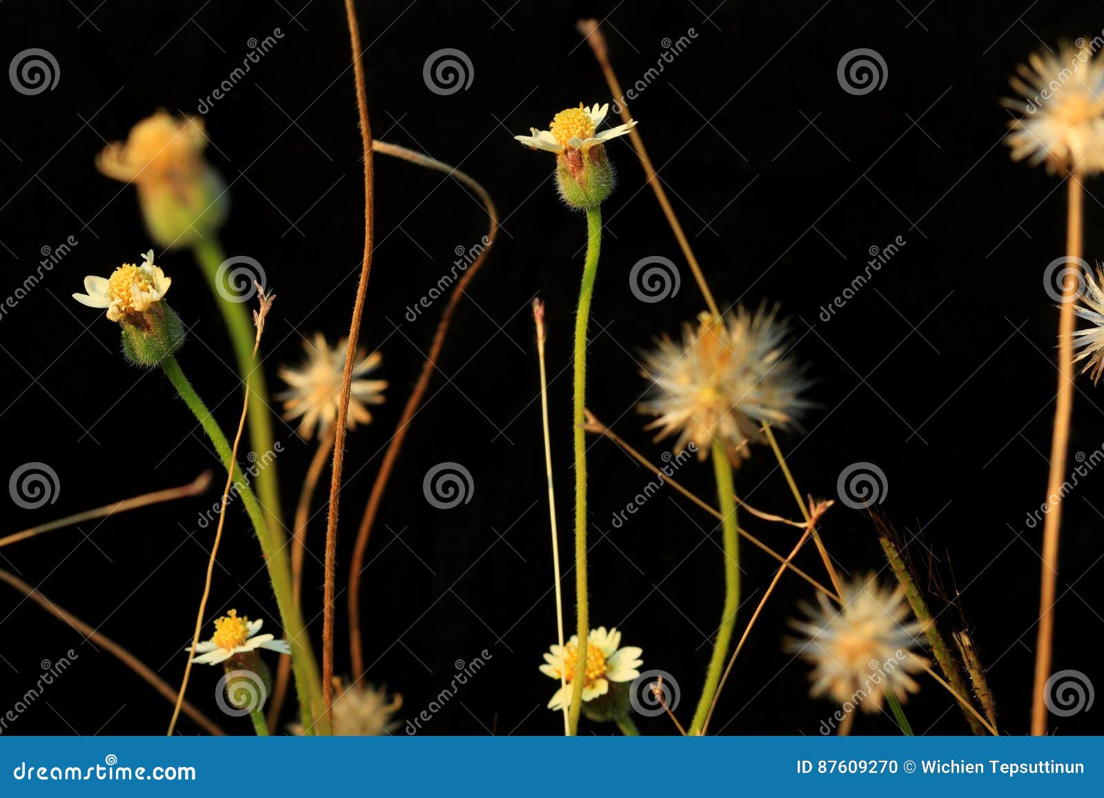 Coat Button Flower Under Warm Sunshine Stock Photo - Image of flora ...