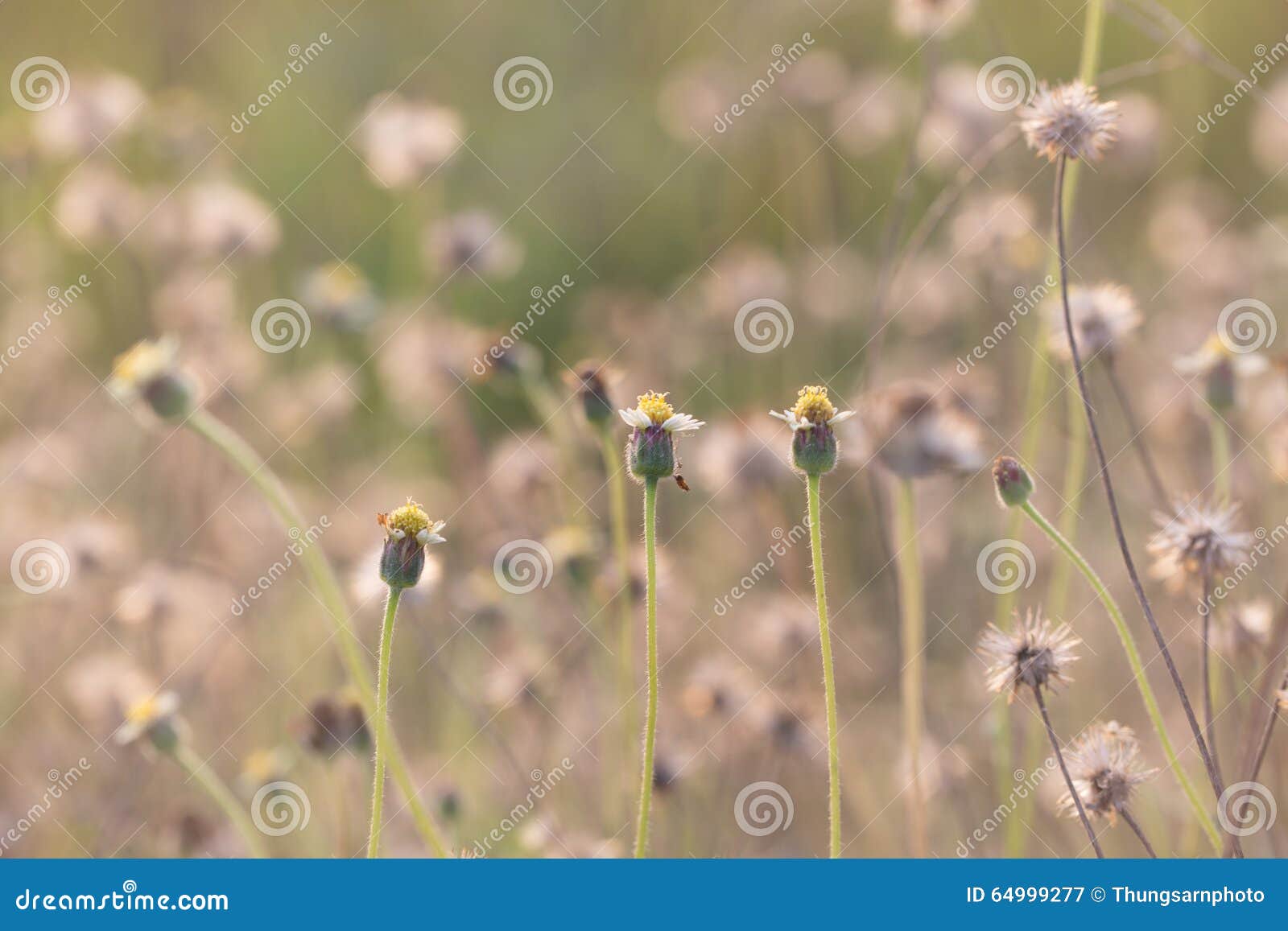 Fruit Of A Tridax Daisy, Tridax Procumbens, In Kaloko-Honokohau ...