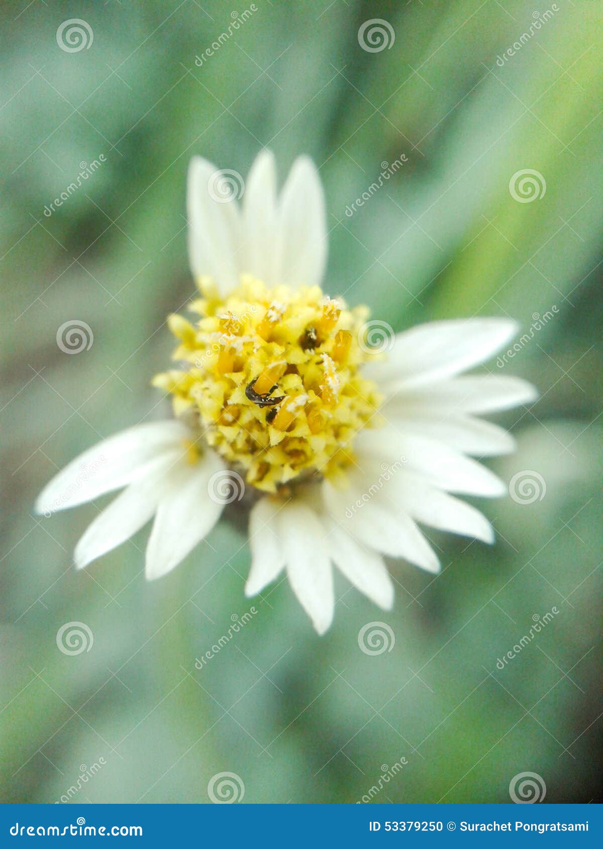 Coatbuttons flower stock photo. Image of focus, plant - 53379250