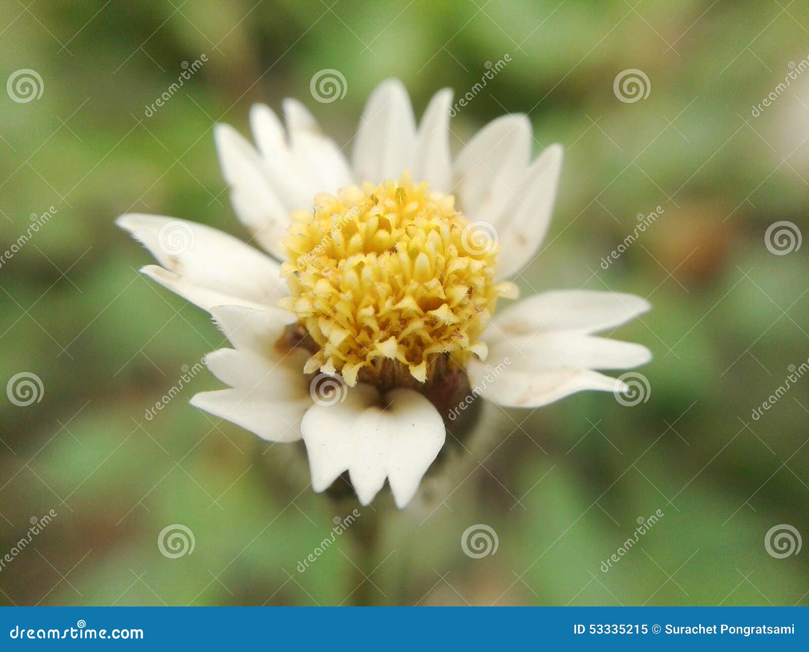 Coatbuttons flower stock image. Image of tree, daisy - 53335215