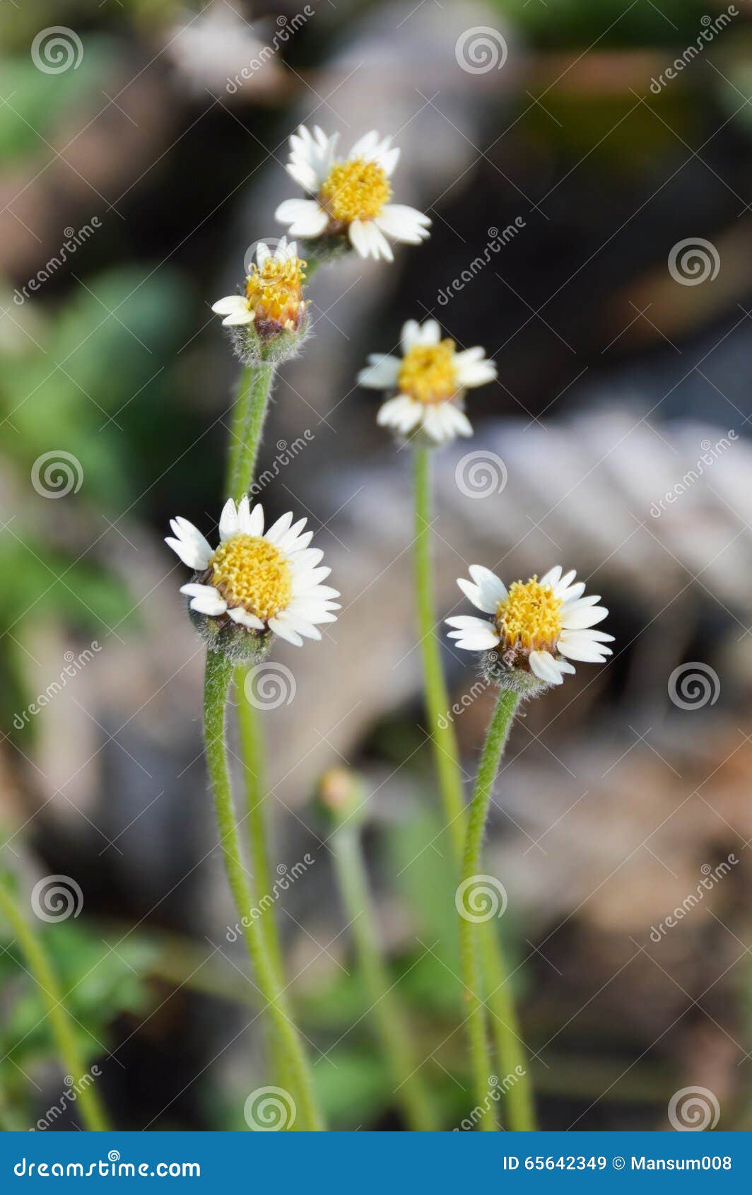 Coatbuttons flower stock image. Image of garden, plants - 65642349