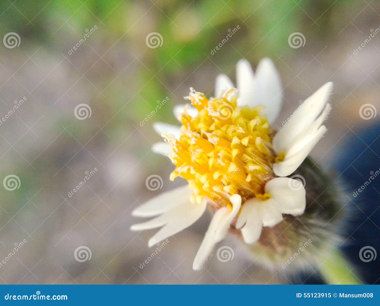 Coatbuttons flower stock image. Image of nature, flower - 55123915