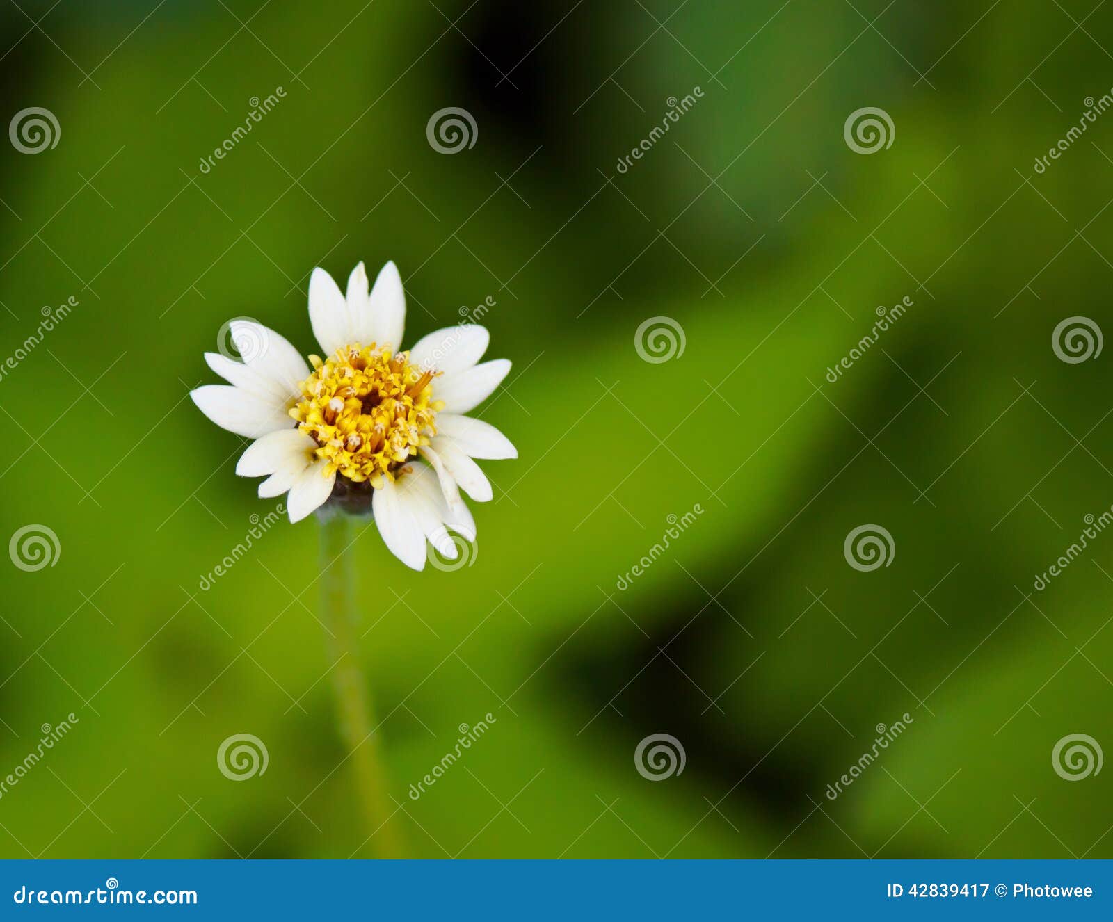 Coatbuttons Or Mexican Daisy Plant Stock Image | CartoonDealer.com ...