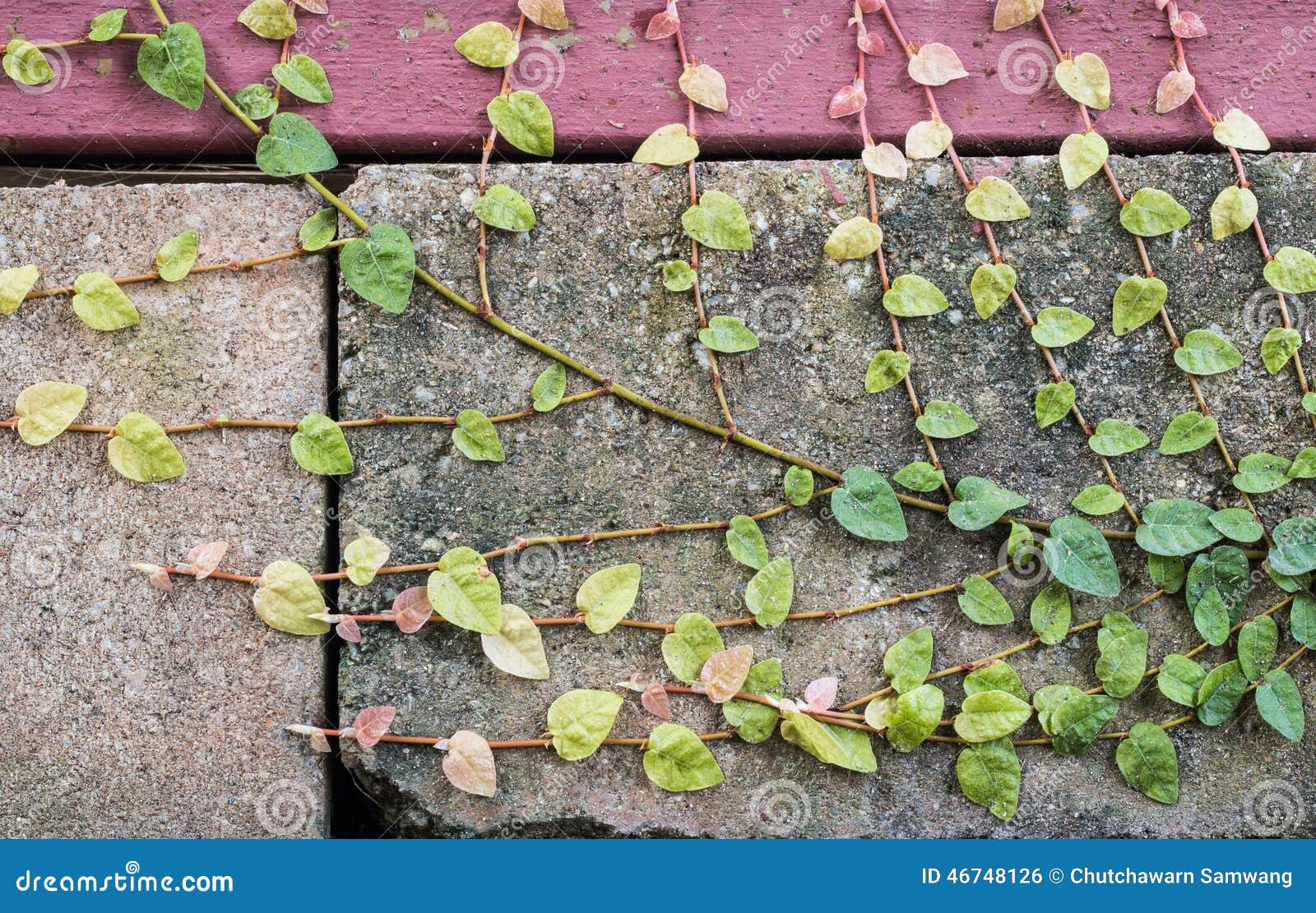 Coatbuttons on wall stock photo. Image of street, solid - 46748126