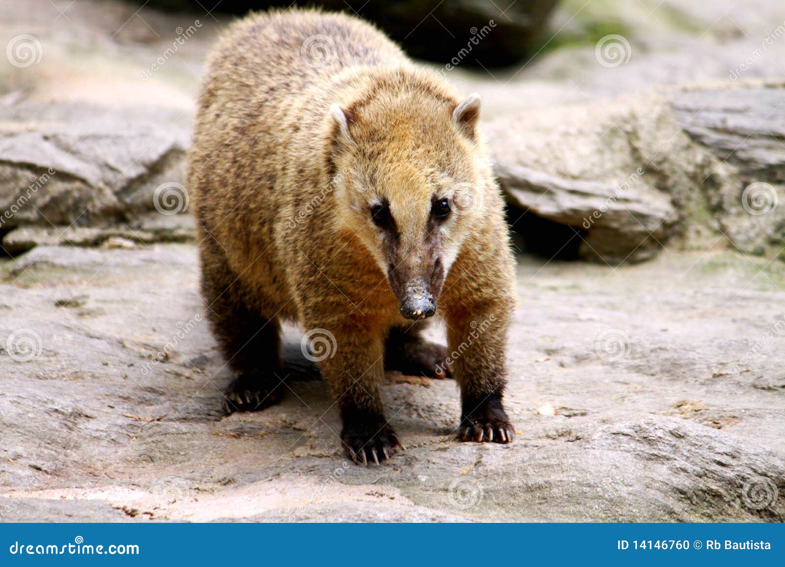 COATI stock photo. Image of huggable, cuddly, coati, ears - 14146760