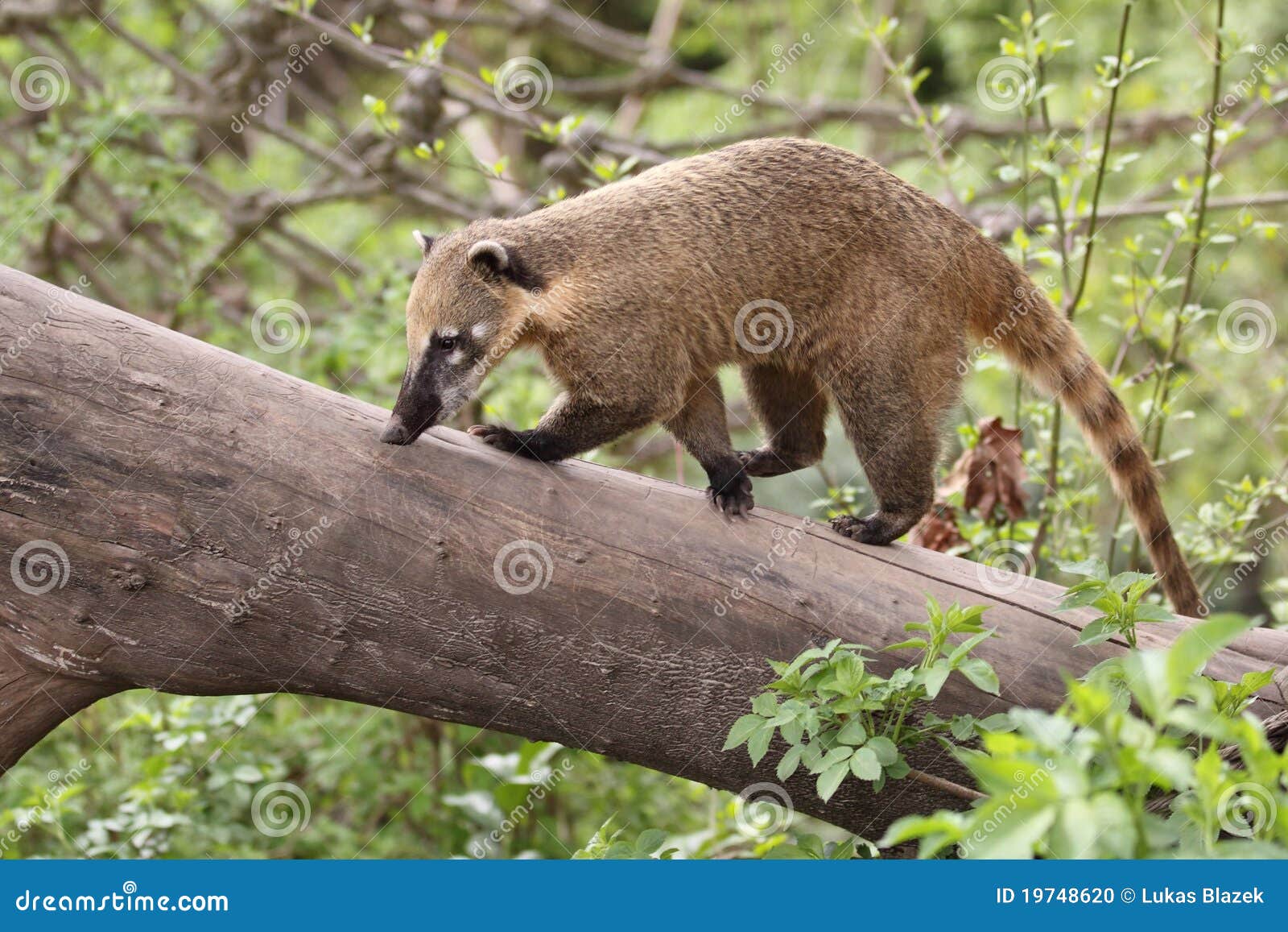 Coati Stock Photography | CartoonDealer.com #4890662