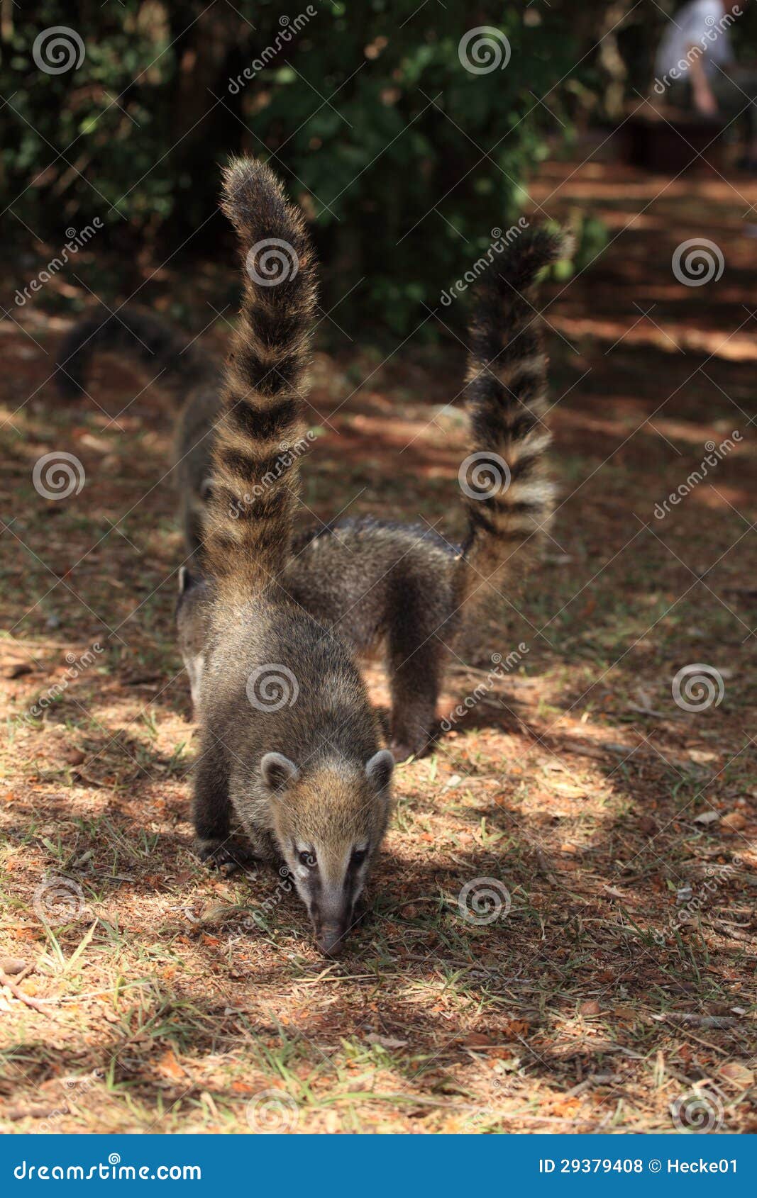 Coati foto de archivo. Imagen de piel, selva, melenudo - 29379408