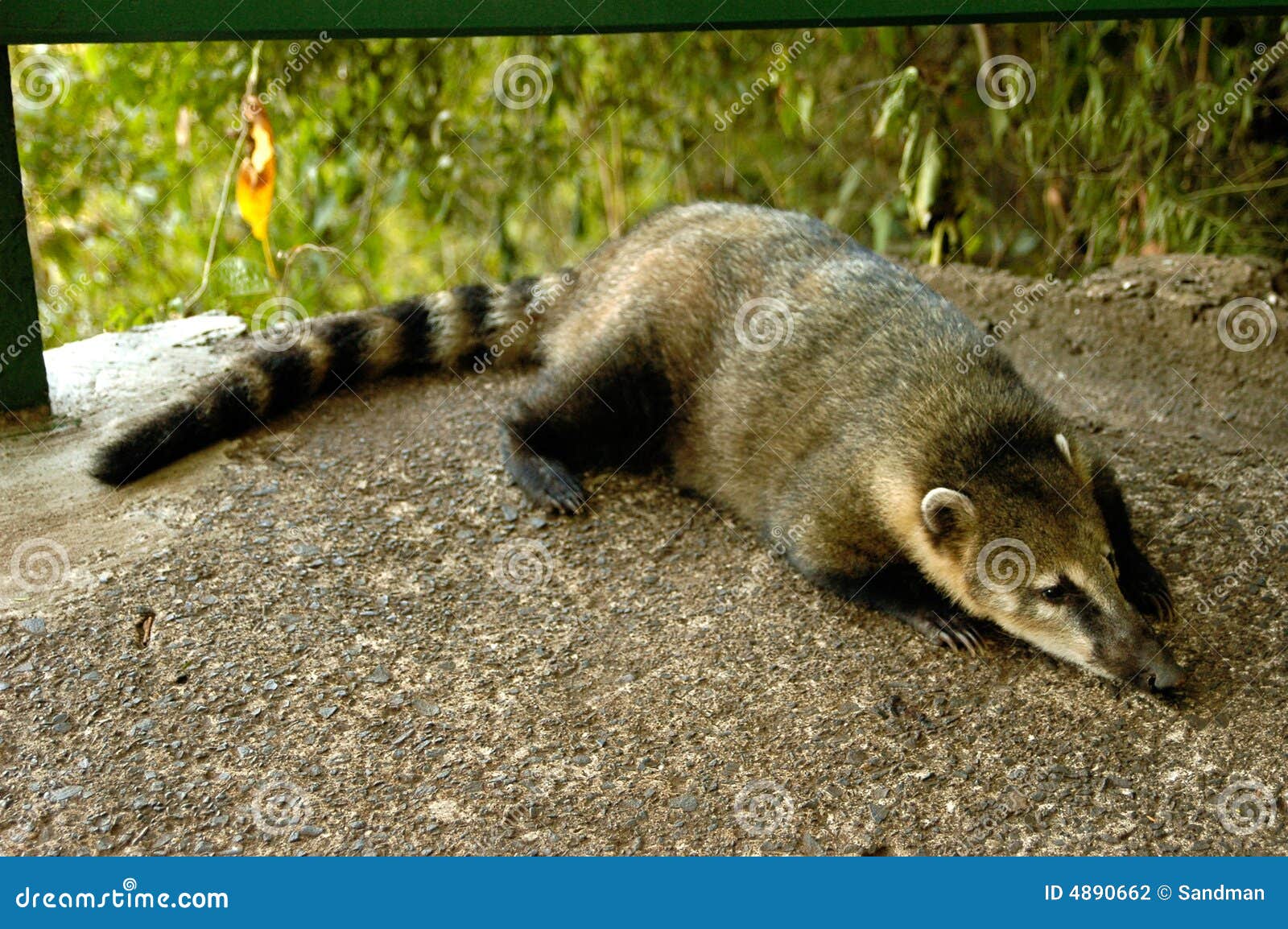 Coati stock photo. Image of rest, animal, nature, coati - 4890662