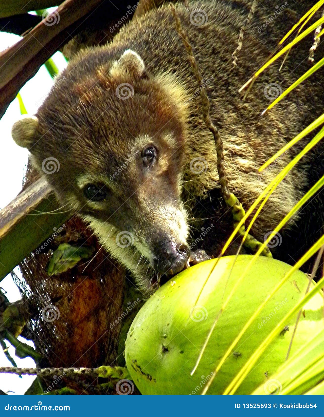 Coati Blanco-olfateado imagen de archivo. Imagen de tropical - 13525693