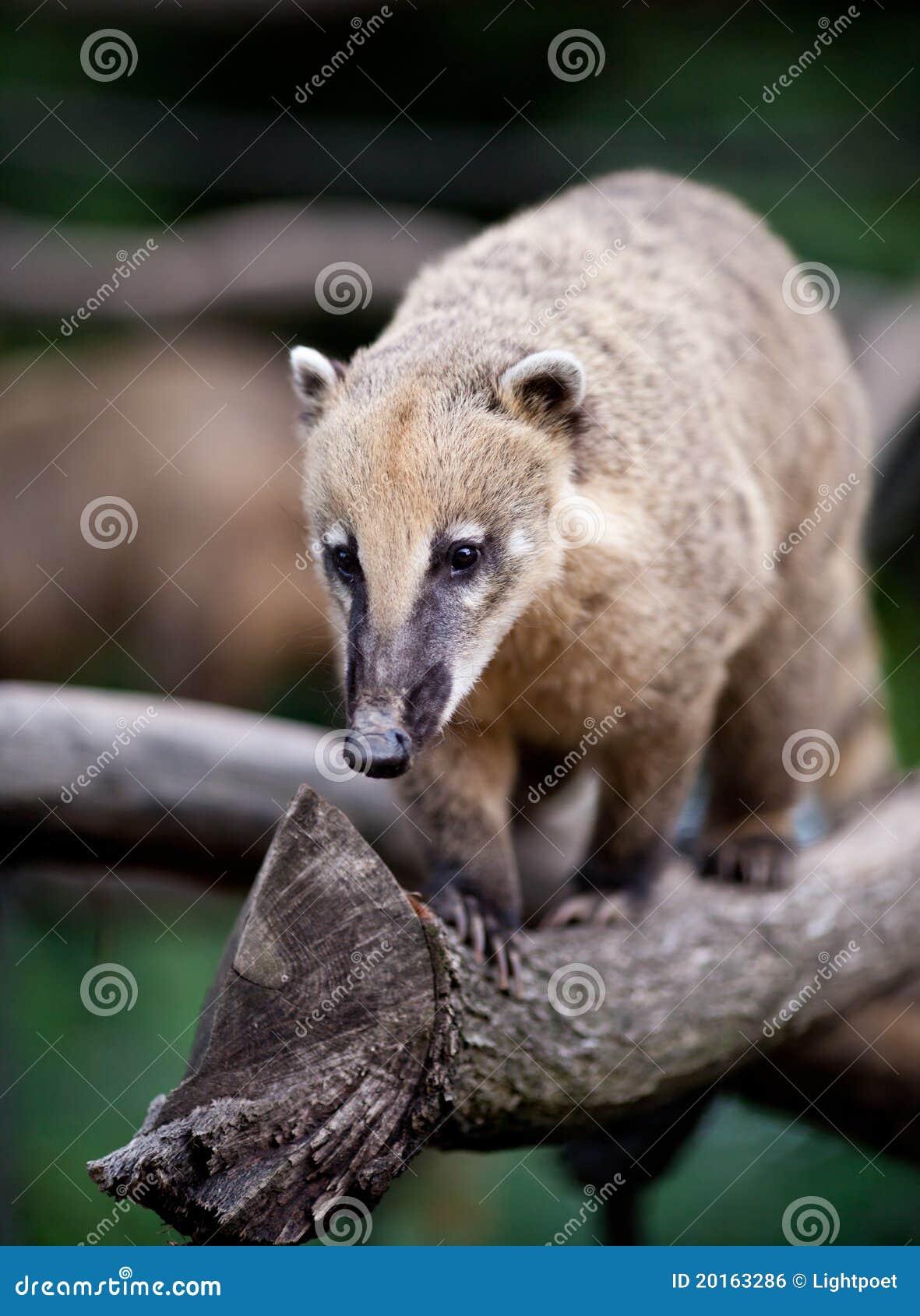 Coati Blanco-olfateado foto de archivo. Imagen de animal - 20163286