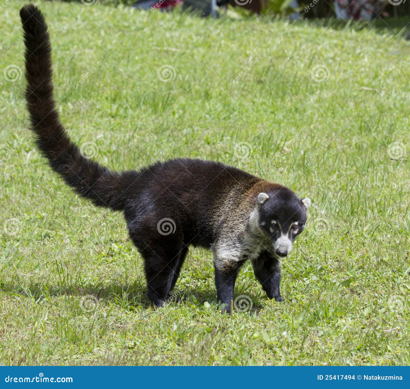 Coati Blanco-olfateado foto de archivo. Imagen de costa - 25417494