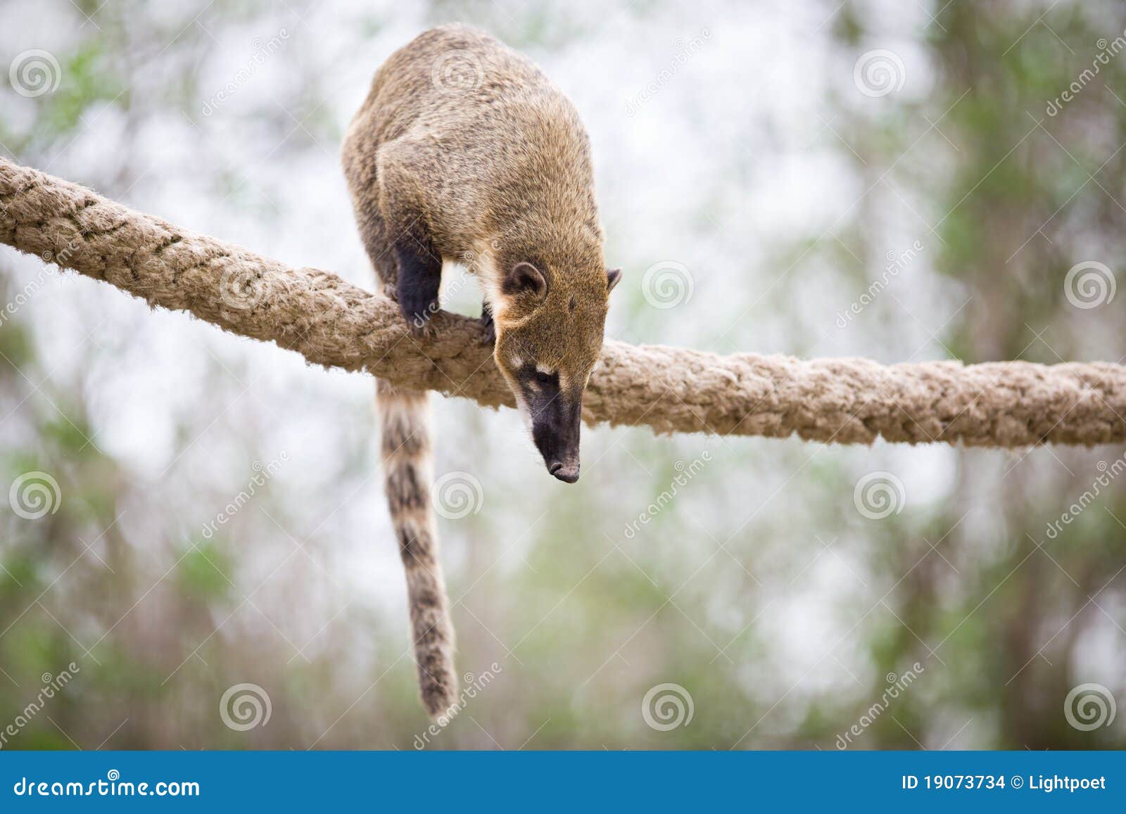 Coati Blanco-olfateado Muy Lindo Foto de archivo - Imagen de costa ...