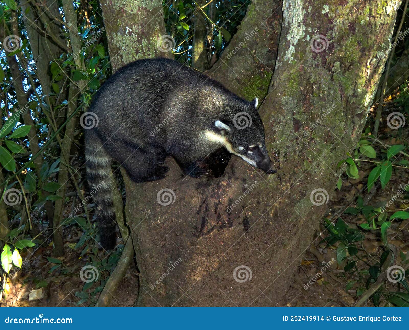 Coati climbed on a tree stock photo. Image of animal - 252419914
