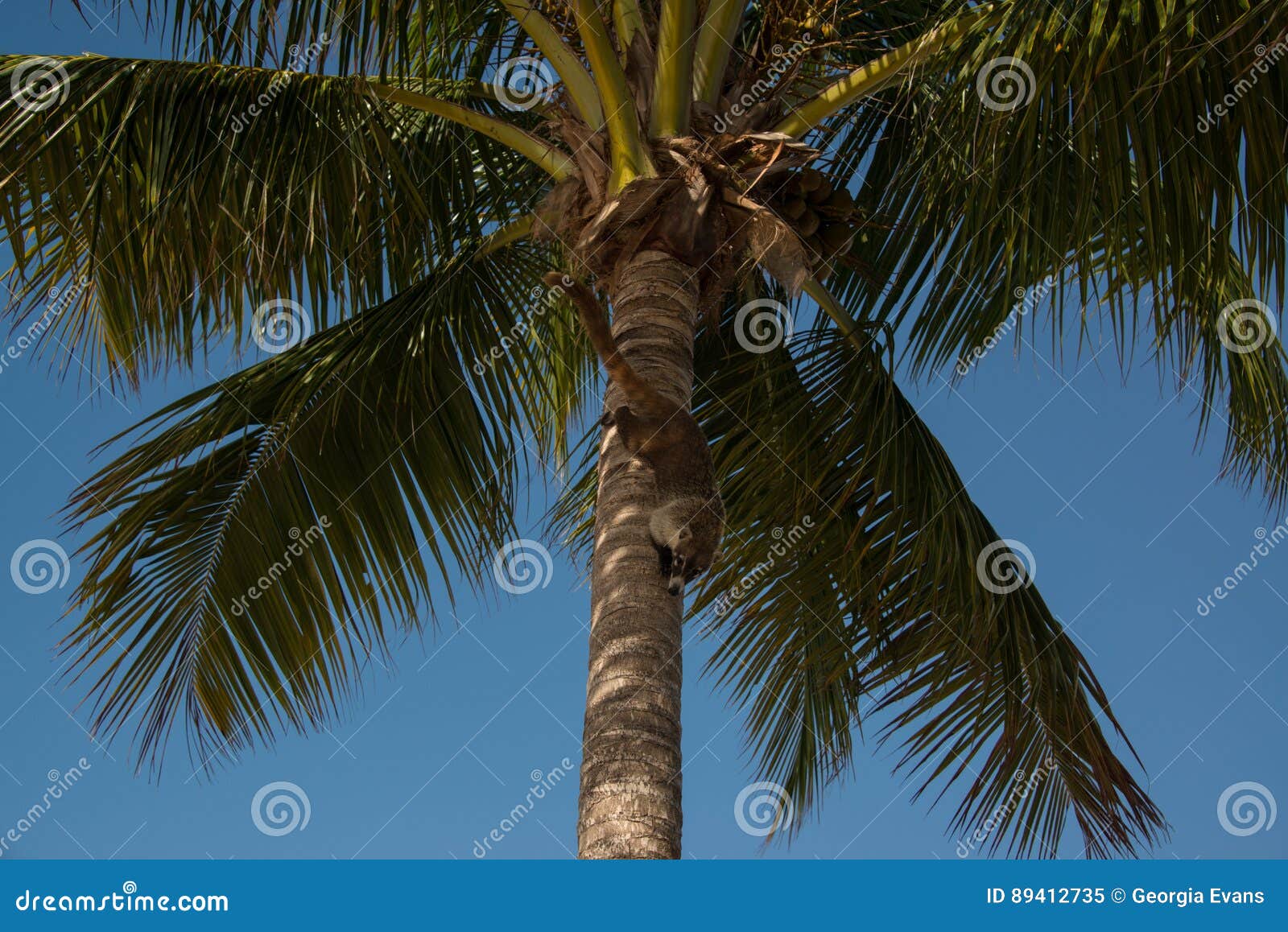 Coati Climbing Down a Palm Tree Stock Image - Image of nose, animal ...