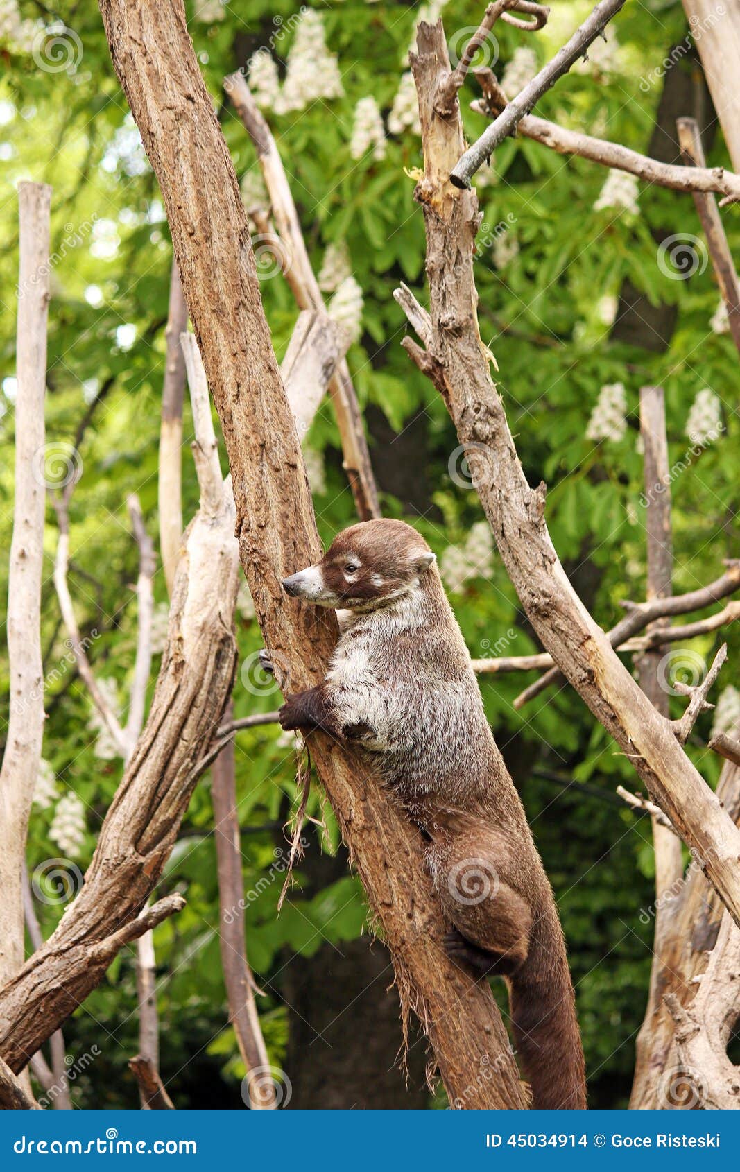 Coati climbing on tree stock photo. Image of rainforest - 45034914