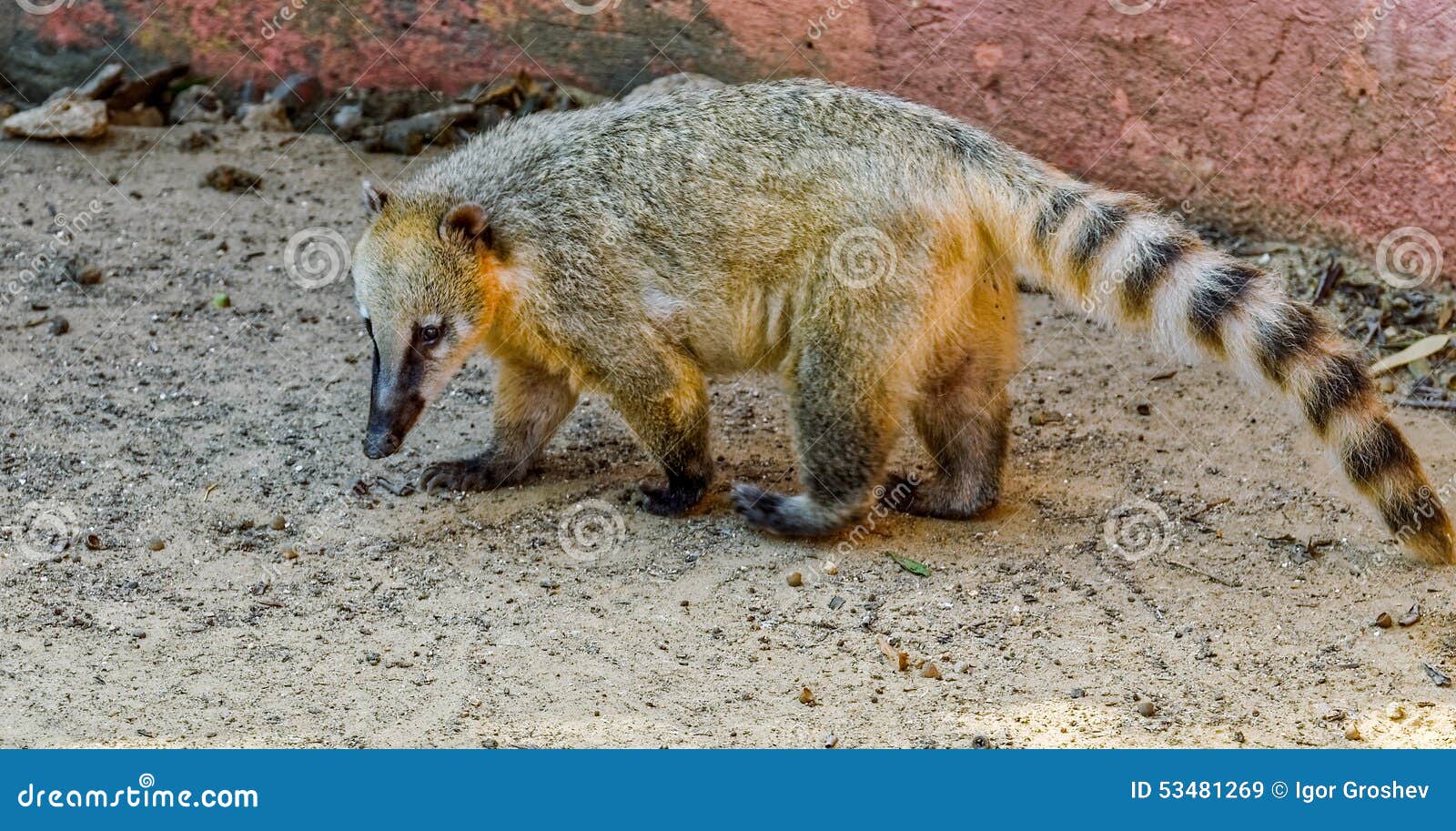 Coati stock image. Image of exotic, head, nasua, ringtailed - 53481269