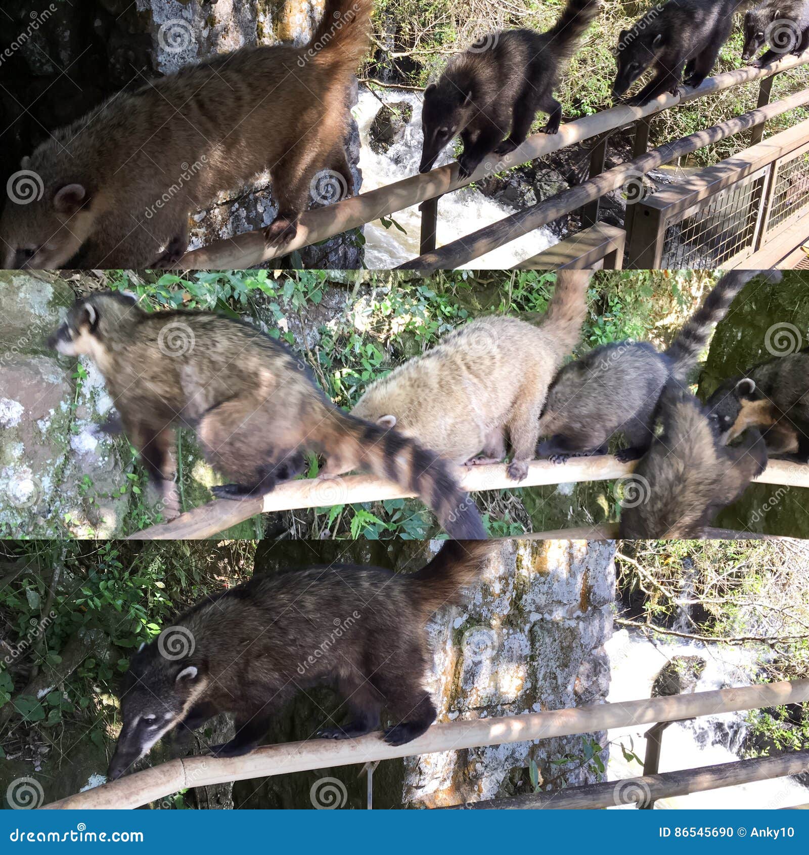 Coati Collage foto de archivo. Imagen de mapache, lindo - 86545690