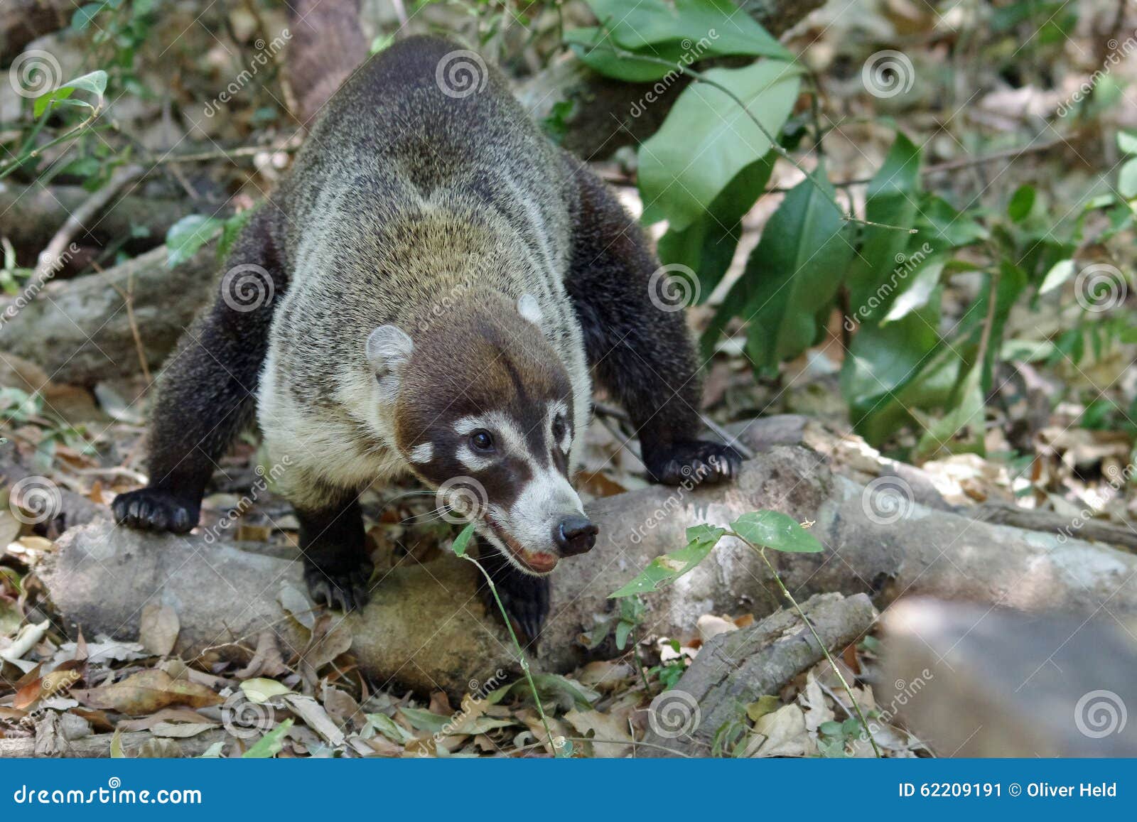 Coati in Costa Rica stock image. Image of mammal, head - 62209191
