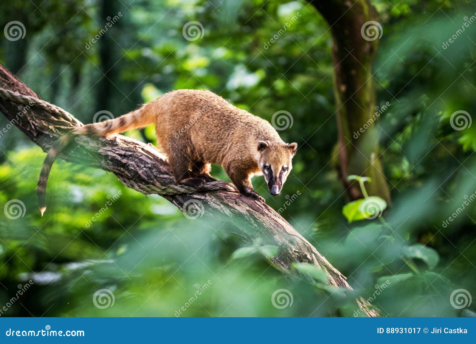 Coati Del Mapache Del Nasua Imagen de archivo - Imagen de nariz, animal ...