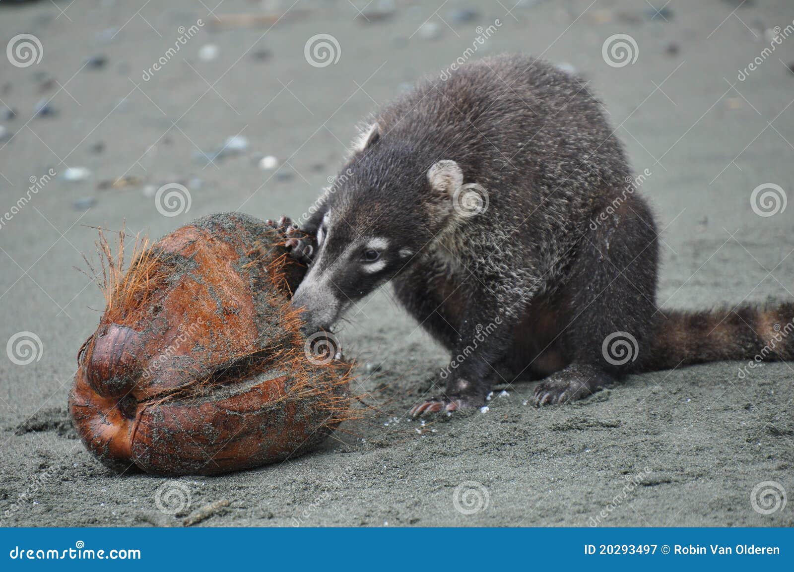 Coati Royalty-Free Stock Image | CartoonDealer.com #19748620