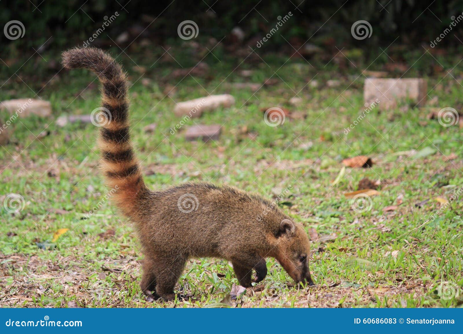 Coati En El Parque De Iguazu Imagen de archivo - Imagen de hoja, sabido ...