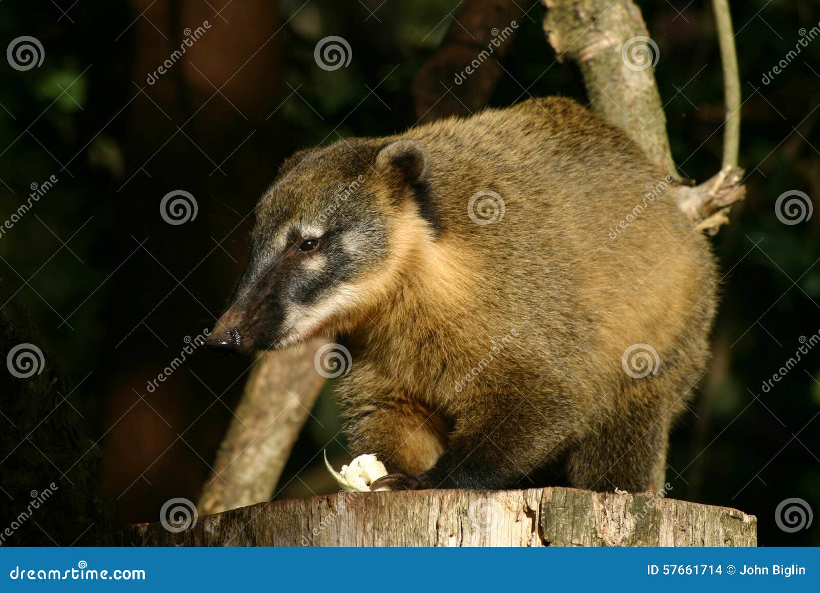 Coati stock photo. Image of brown, side, south, dark - 57661714