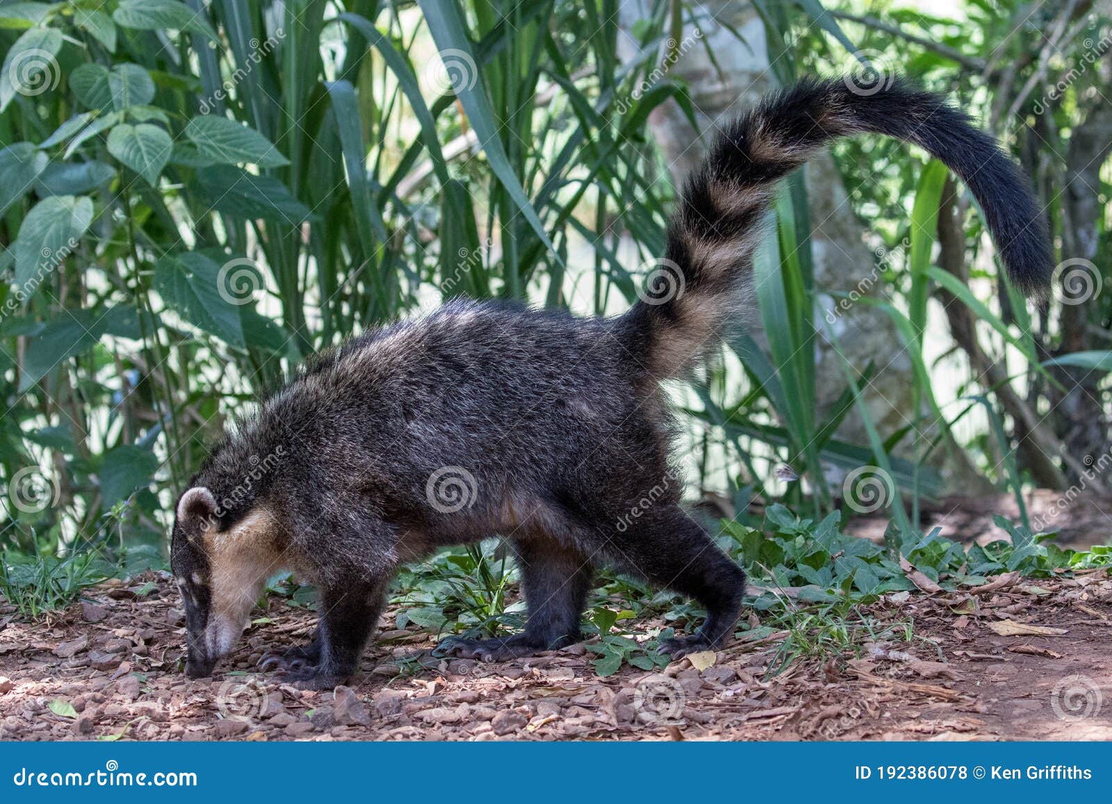 Coati stock photo. Image of soth, coatimundi, coati - 192386078