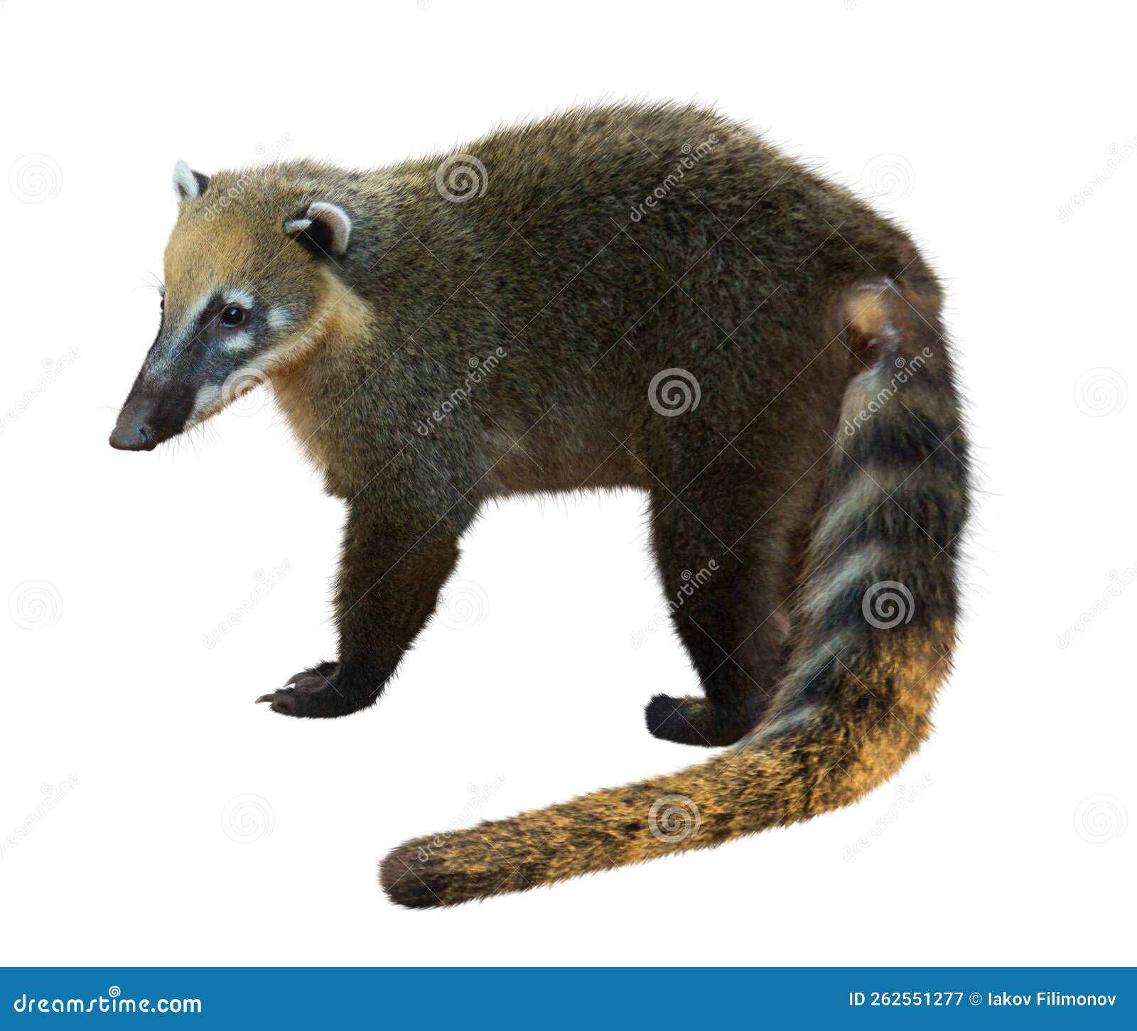 Isolated Coati, Bear Species Royalty-Free Stock Photo | CartoonDealer ...