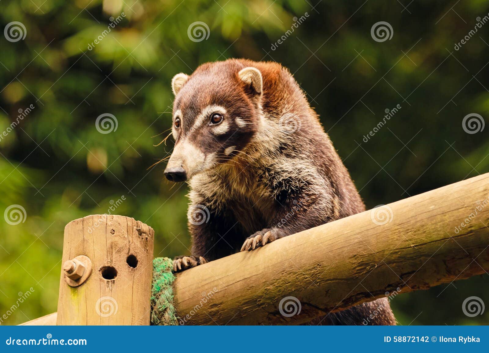Coati stock photo. Image of claw, coati, season, america - 58872142