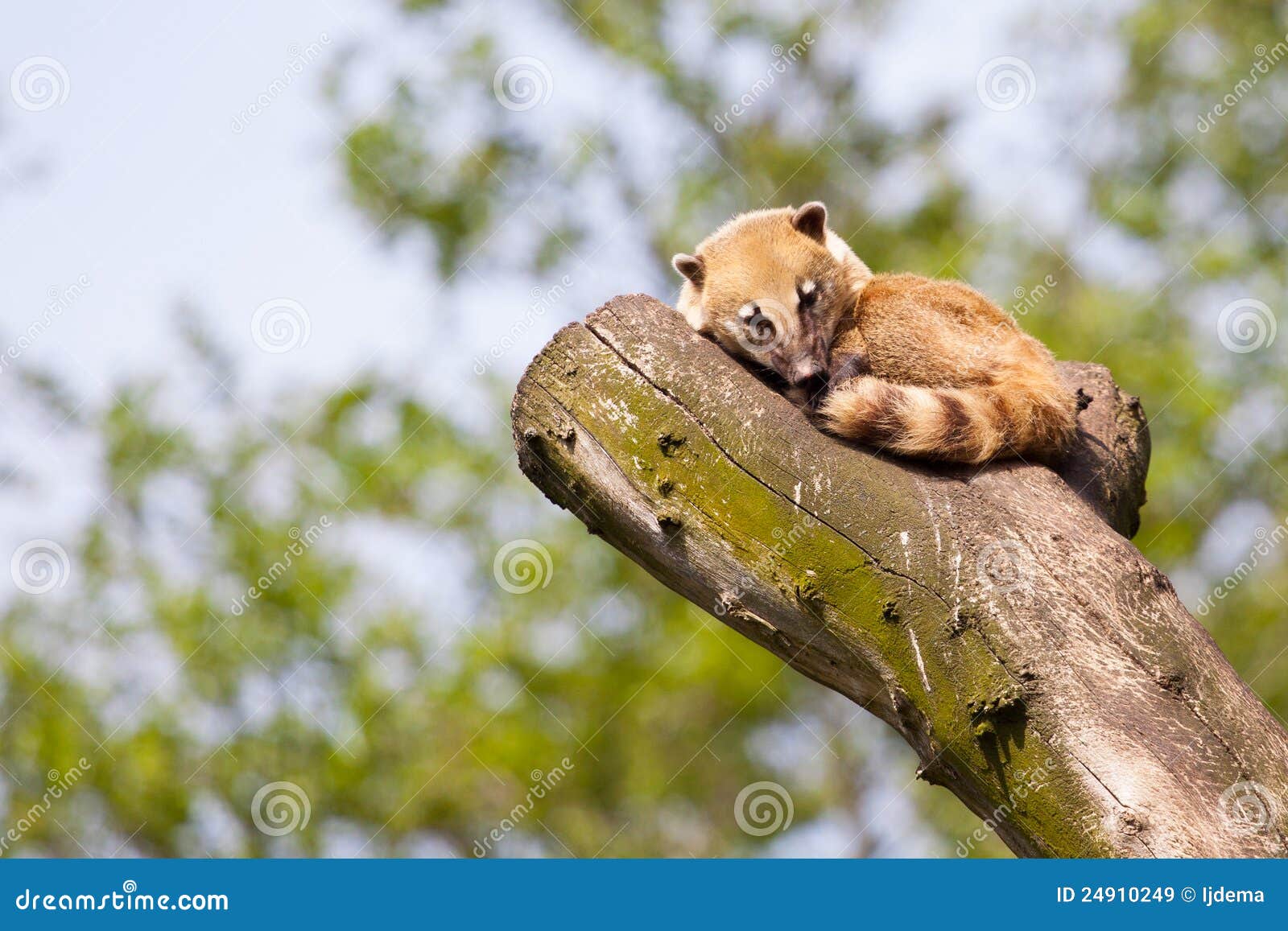 Coati (Nasua nasua) stock image. Image of environment - 24910249