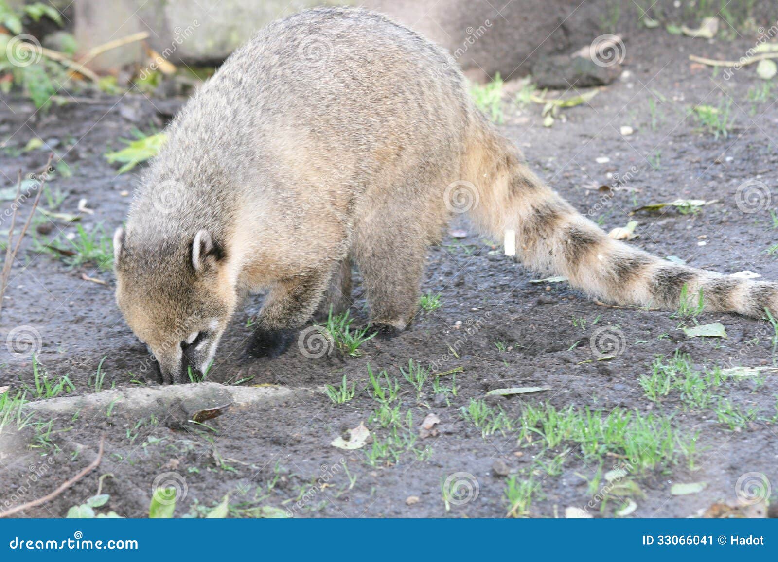 Coati (Nasua) stock image. Image of bear, striped, nasua - 33066041