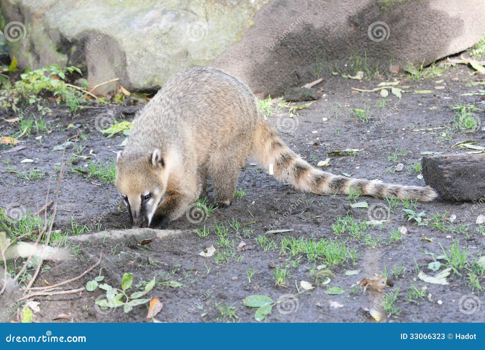 Coati (Nasua) stock image. Image of coati, bearconsuming - 33066323
