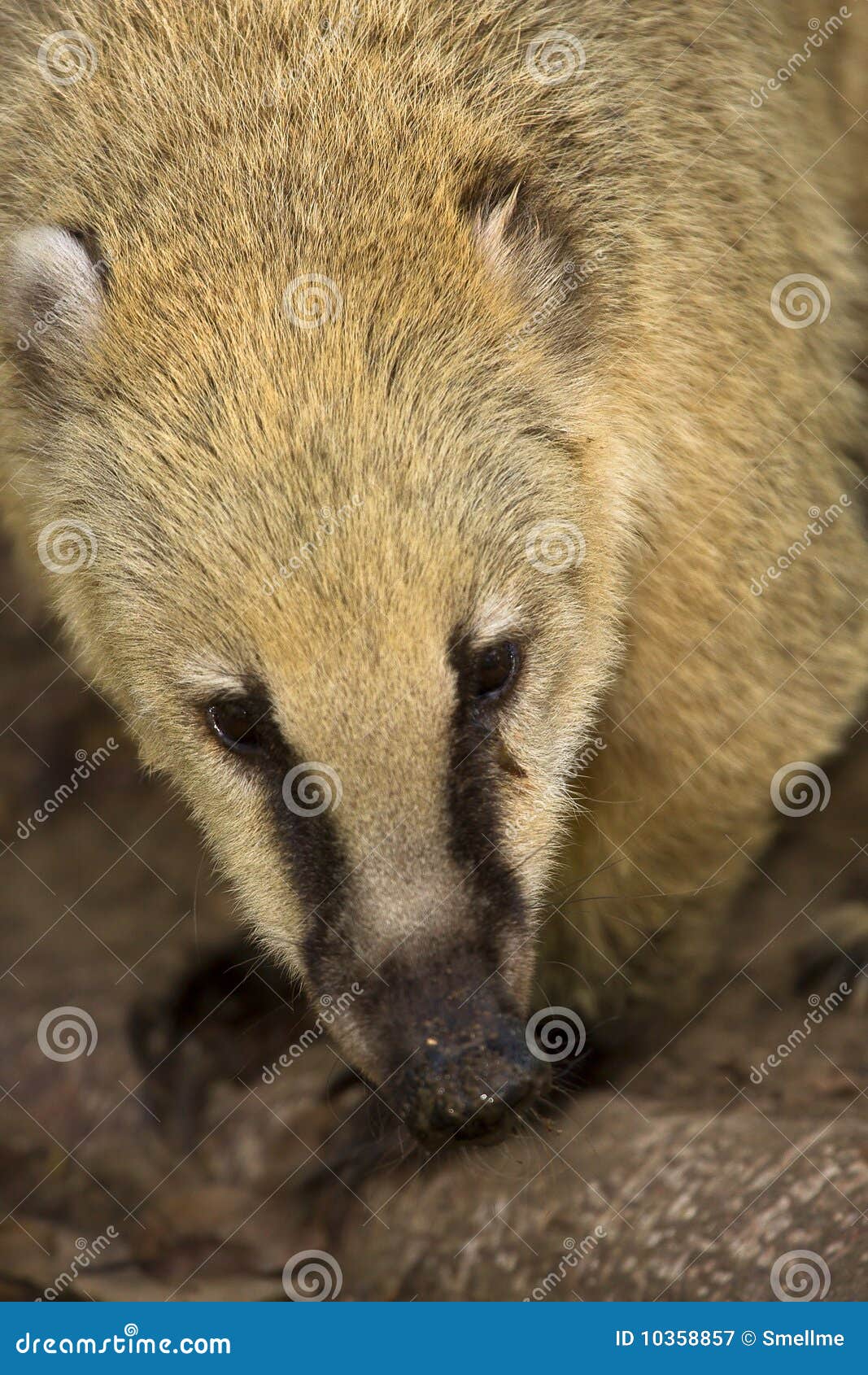 Coati portrait stock image. Image of wildlife, forest - 10358857