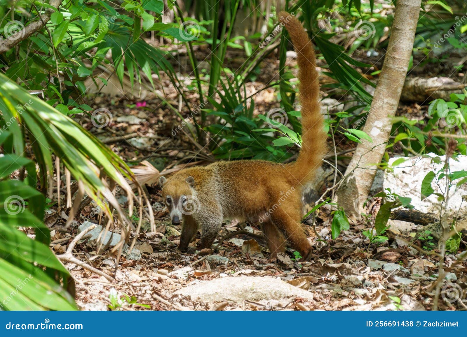 Coati Posing with Tail in the Air, Facing the Camera Stock Photo ...