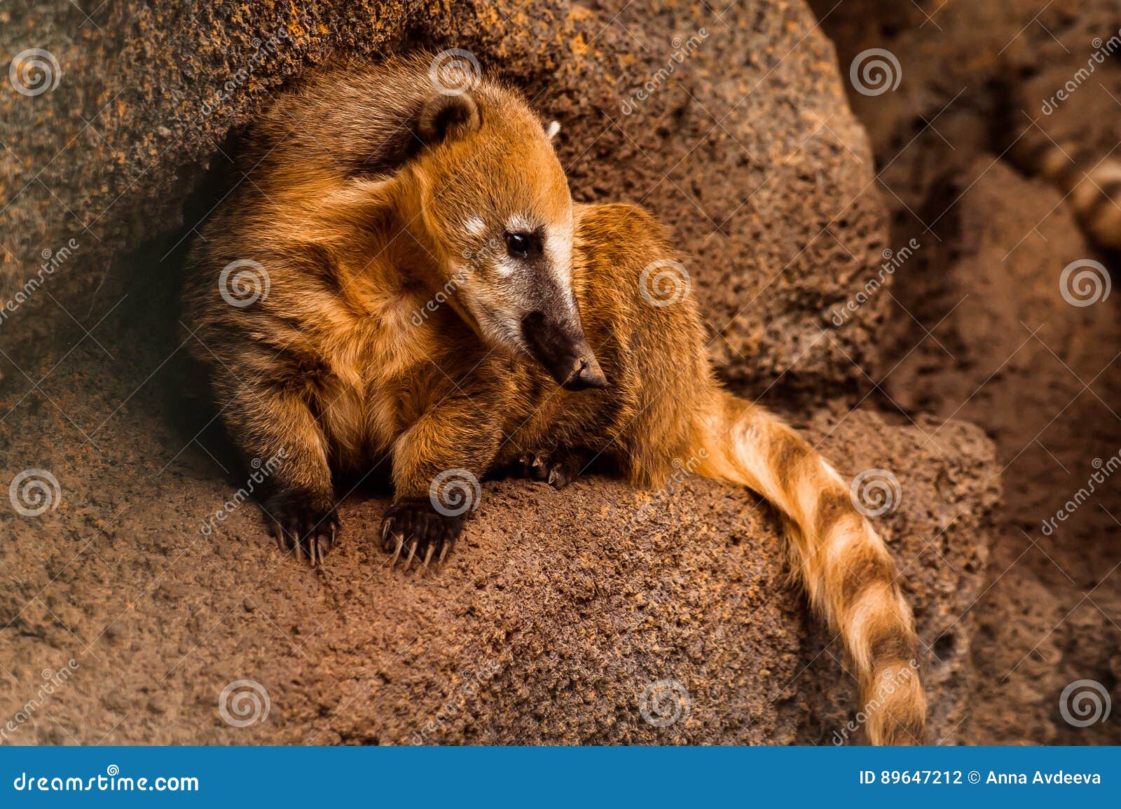 Coati racoon stock photo. Image of nose, raccoon, orange - 89647212