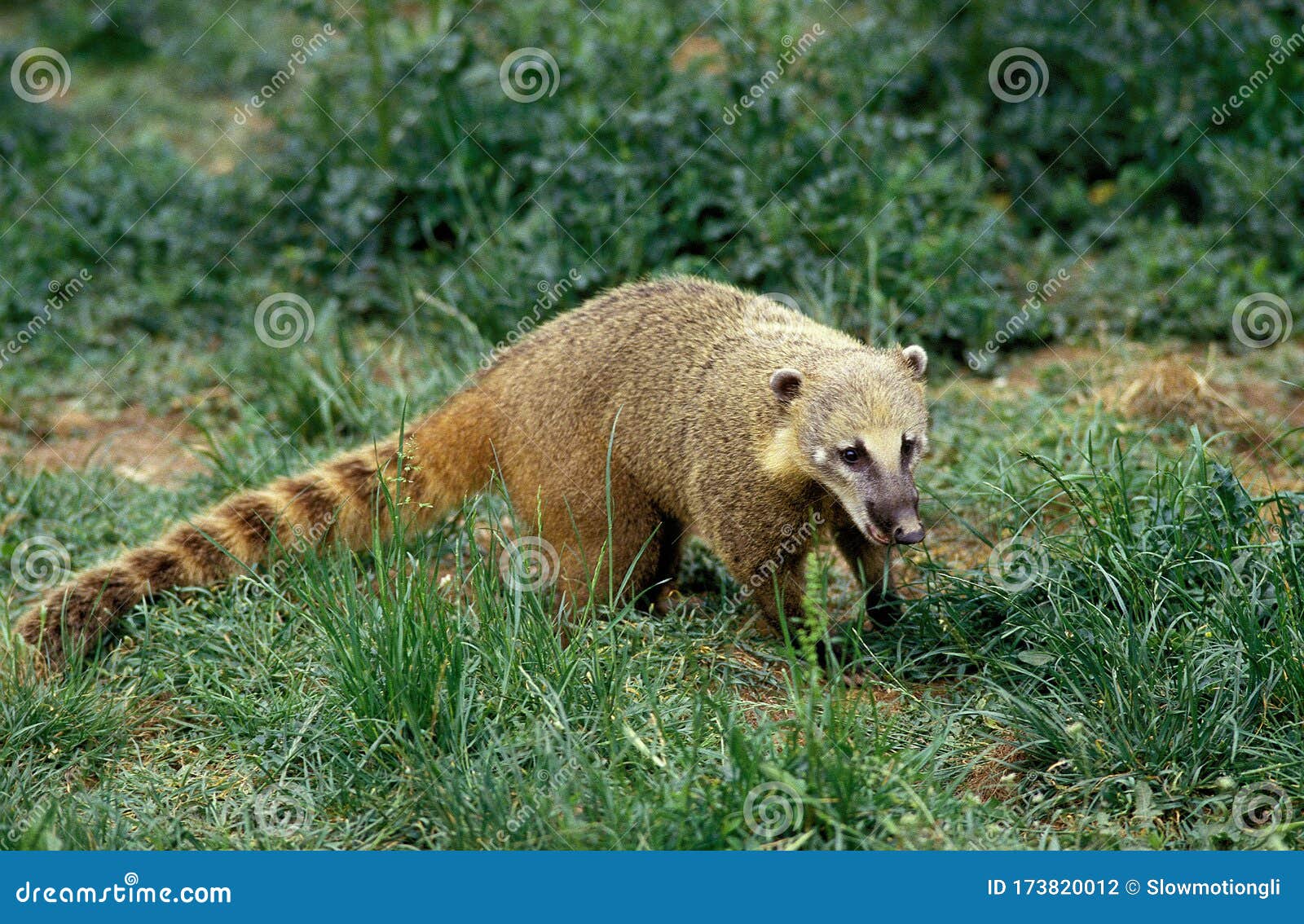 COATI ROUX nasua nasua stock photo. Image of three, outdoor - 173820012