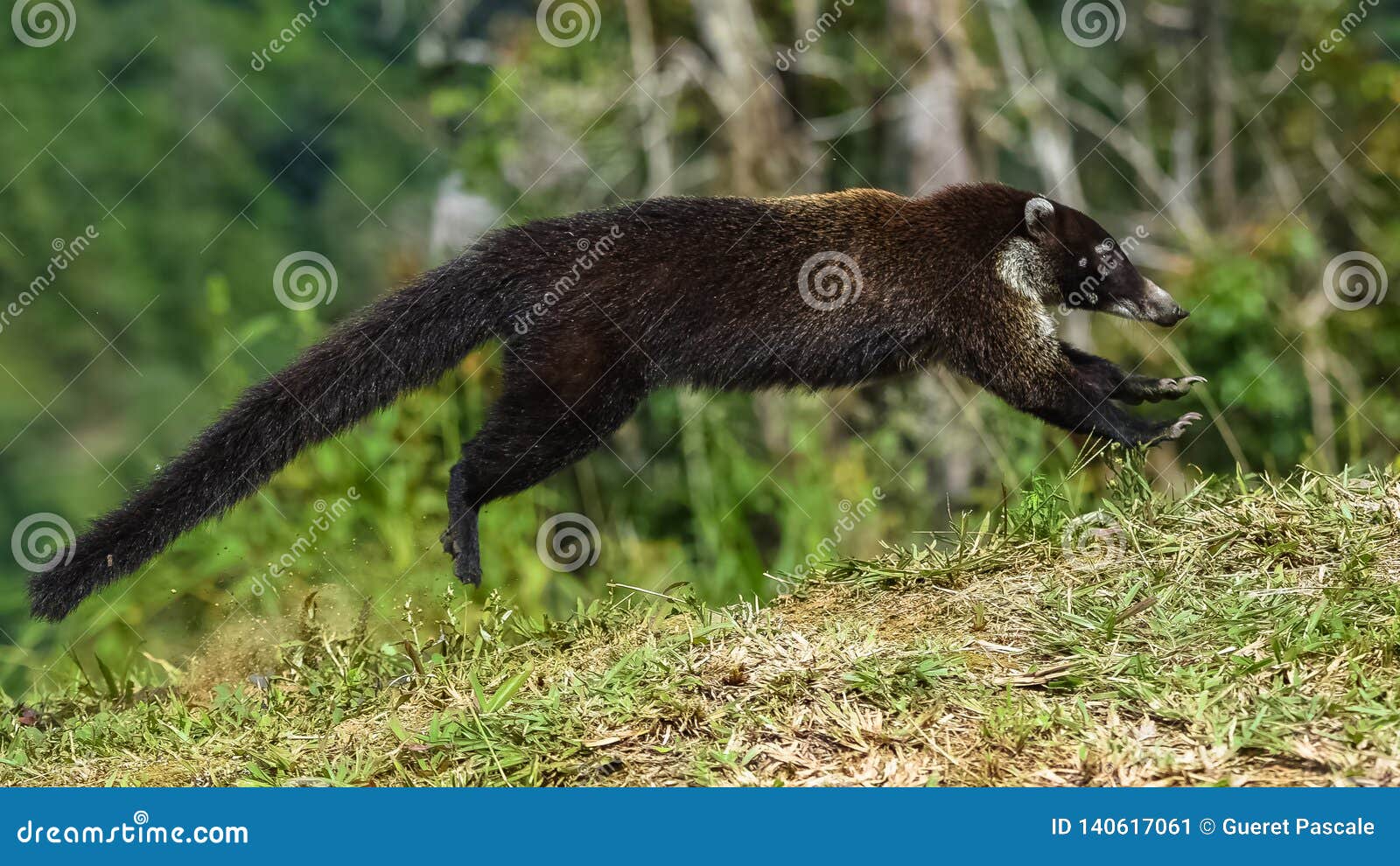 A coati running stock image. Image of close, bear, jungle - 140617061