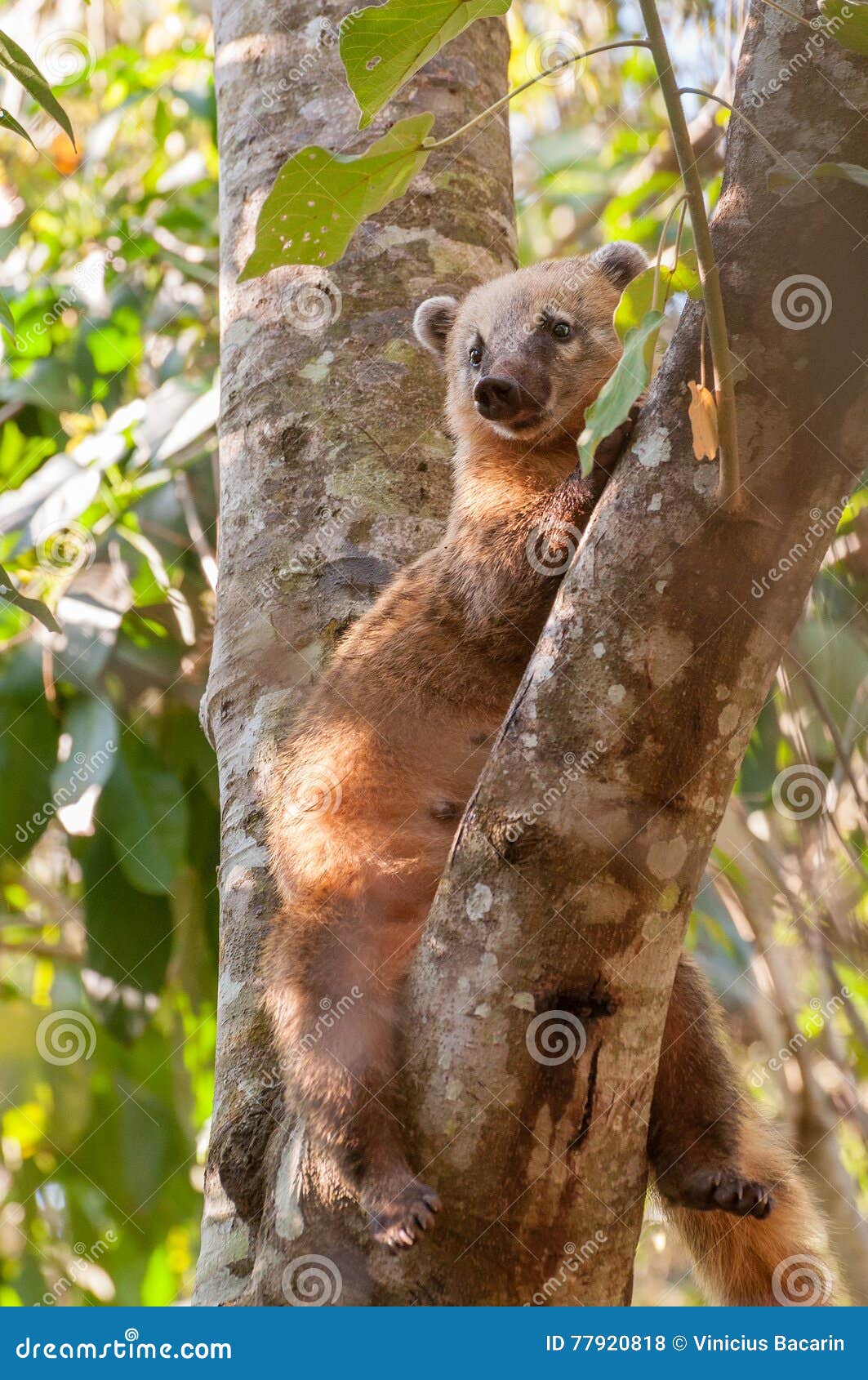 Coati Seated at a Tree Branch Stock Photo - Image of nose, climbing ...