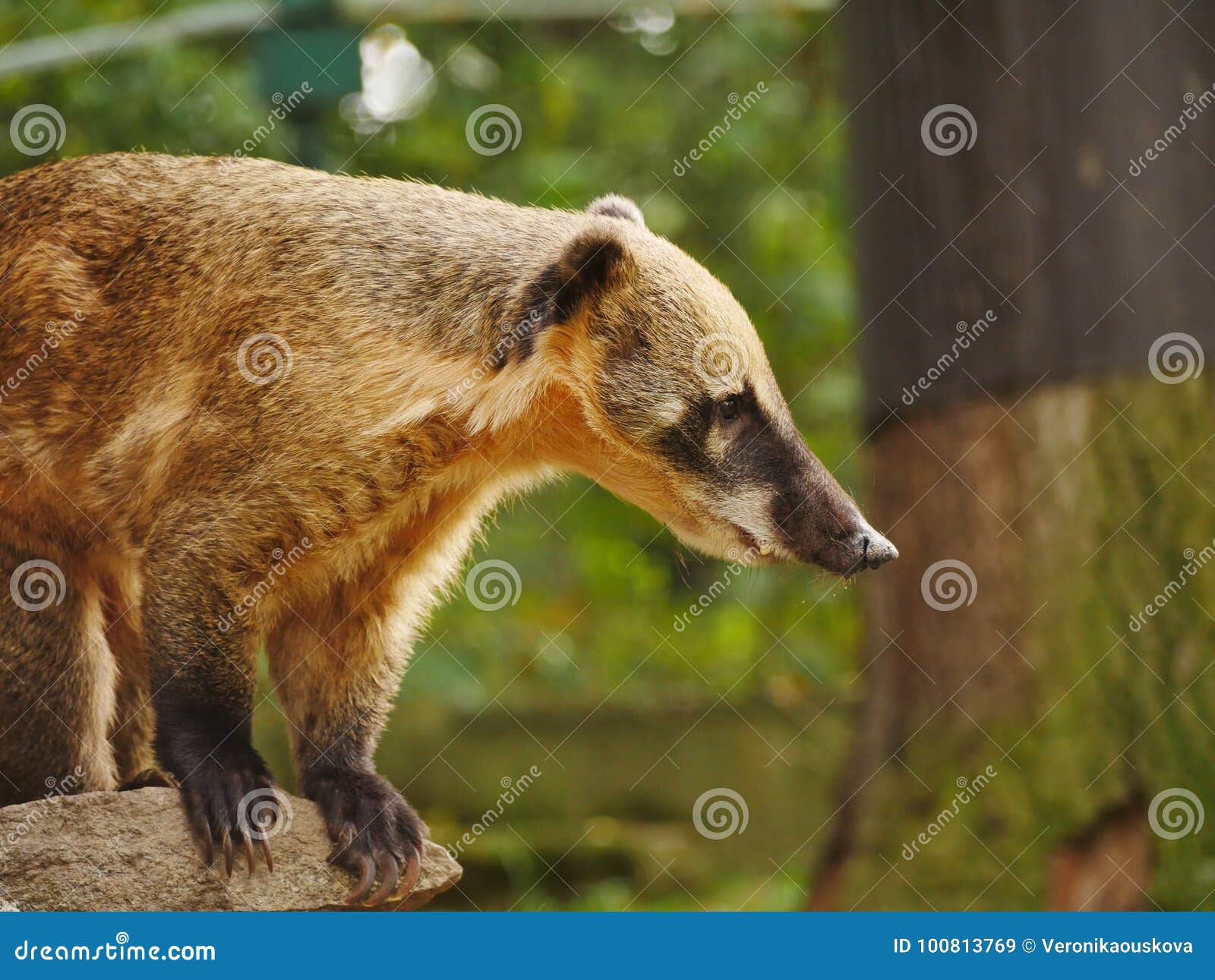 Coati stock image. Image of head, adult, outdoor, canines - 100813769