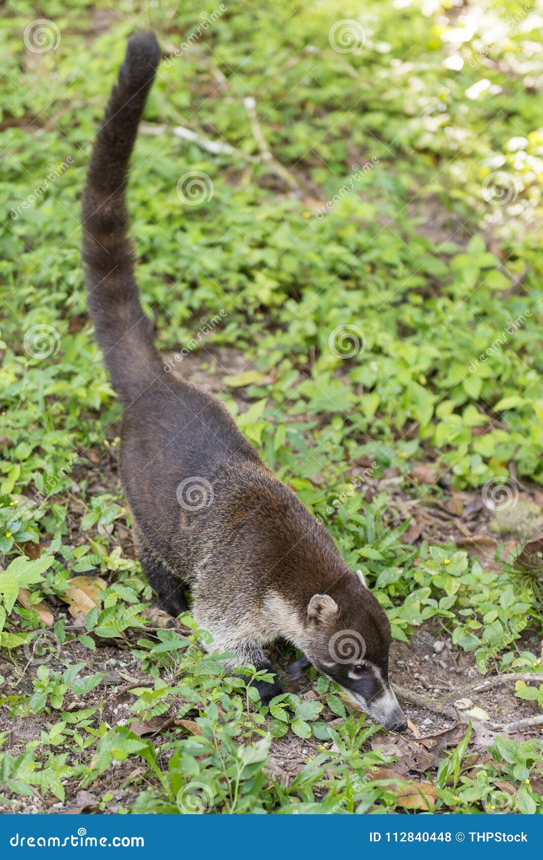 Coati at Tikal Guatemala Blanco-sospechado Foto de archivo - Imagen de ...